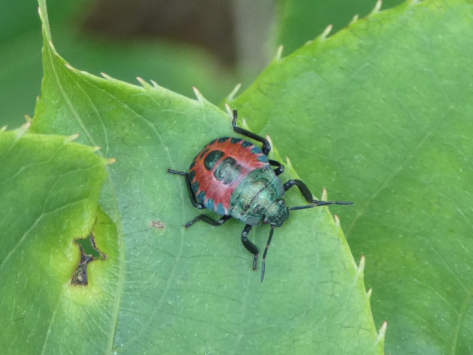 ルリクチブトカメムシ