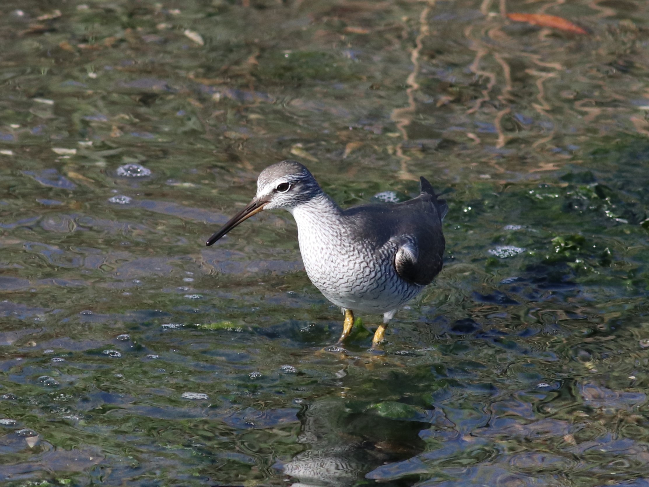 キアシシギ (2022-2023)