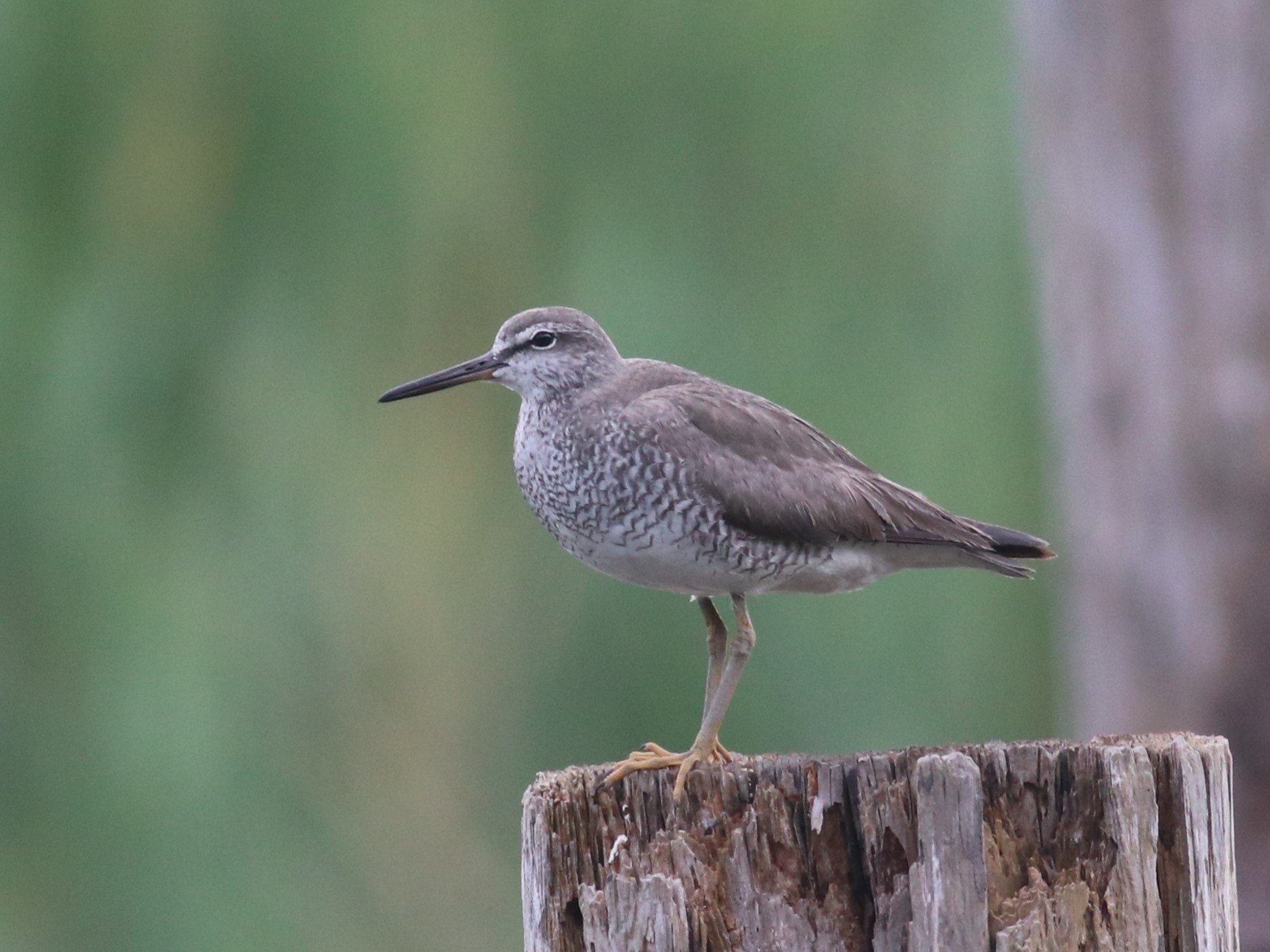 キアシシギ (2022-2023)