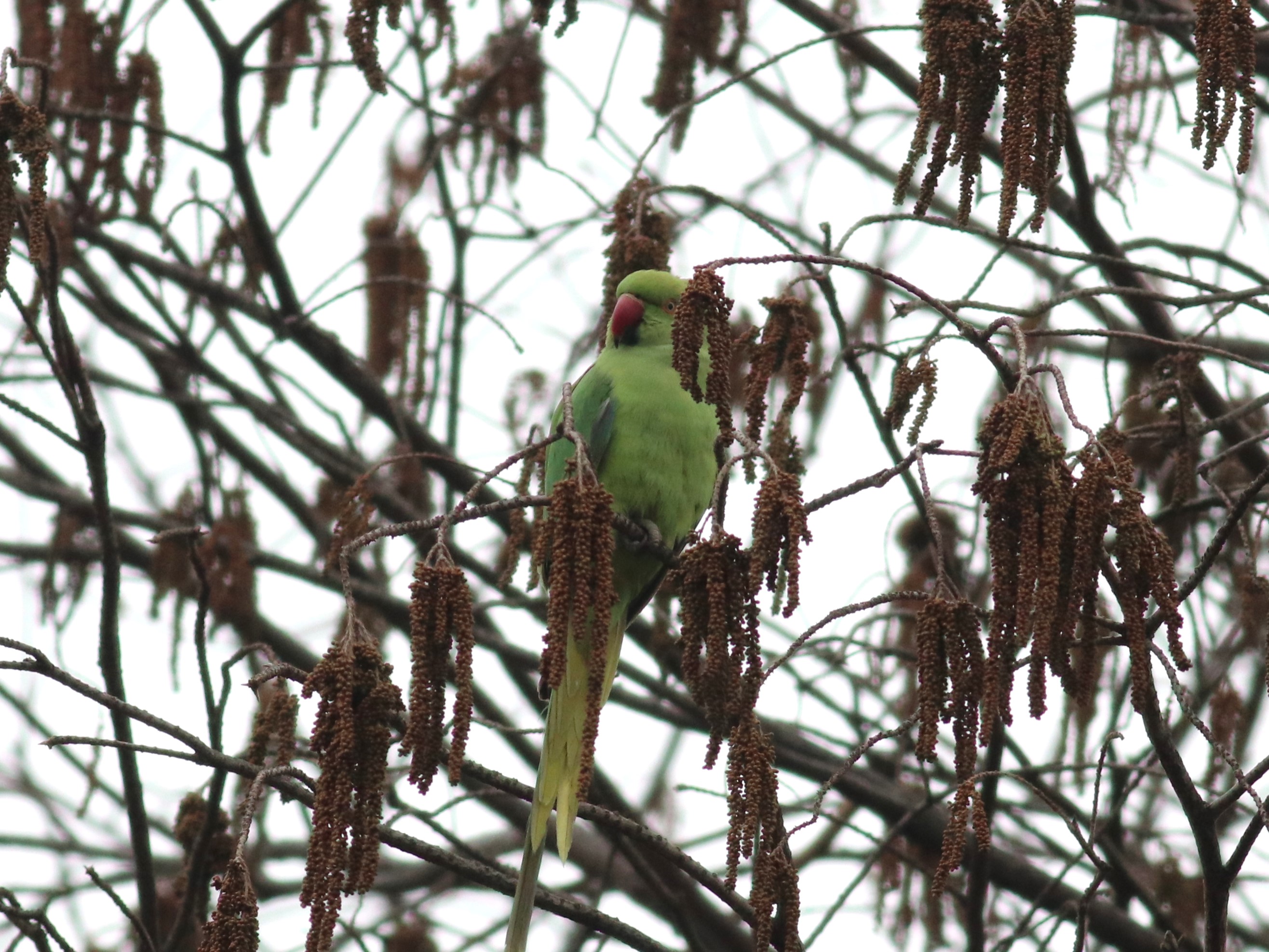 ホンセイインコ