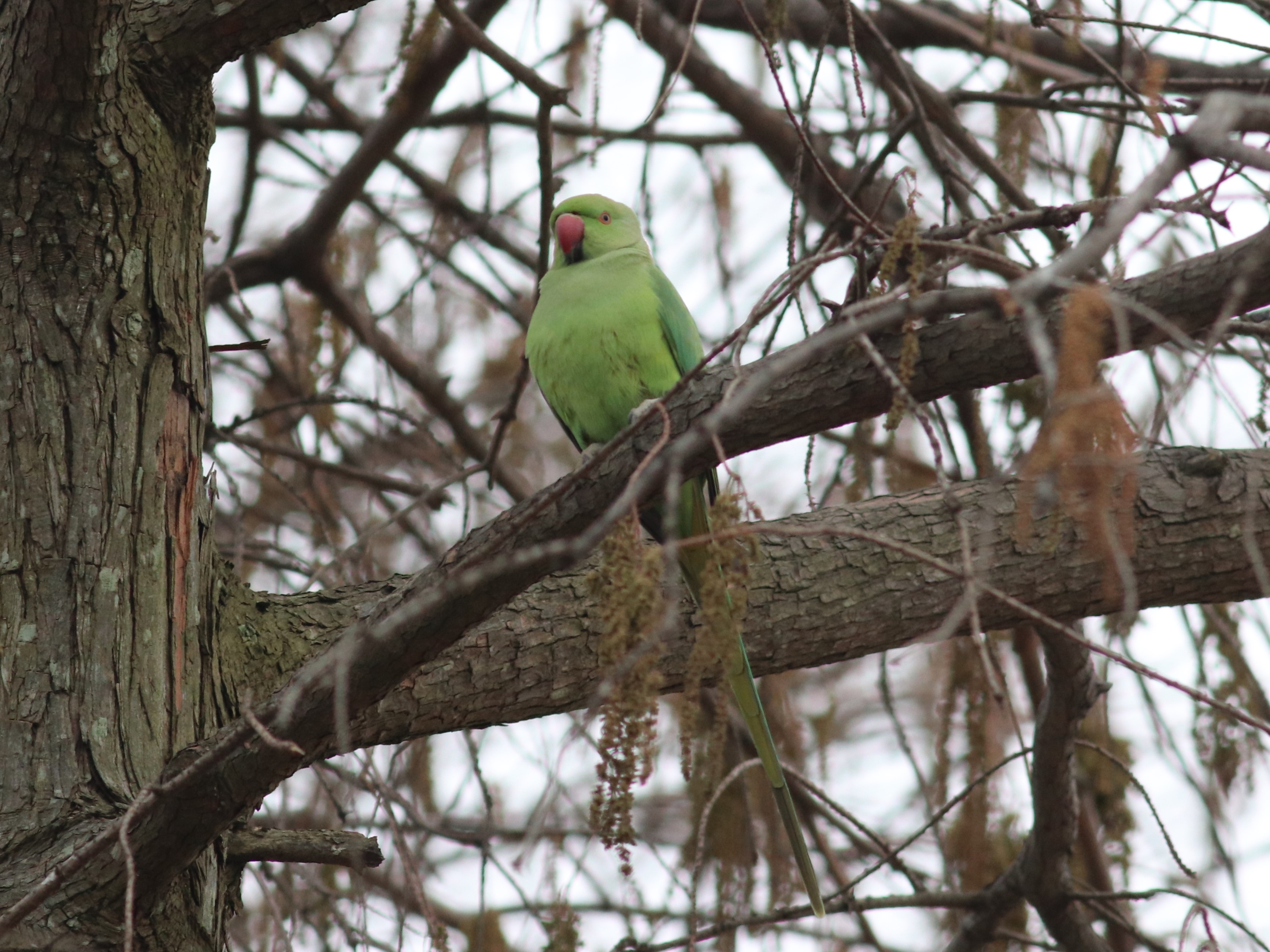 ホンセイインコ