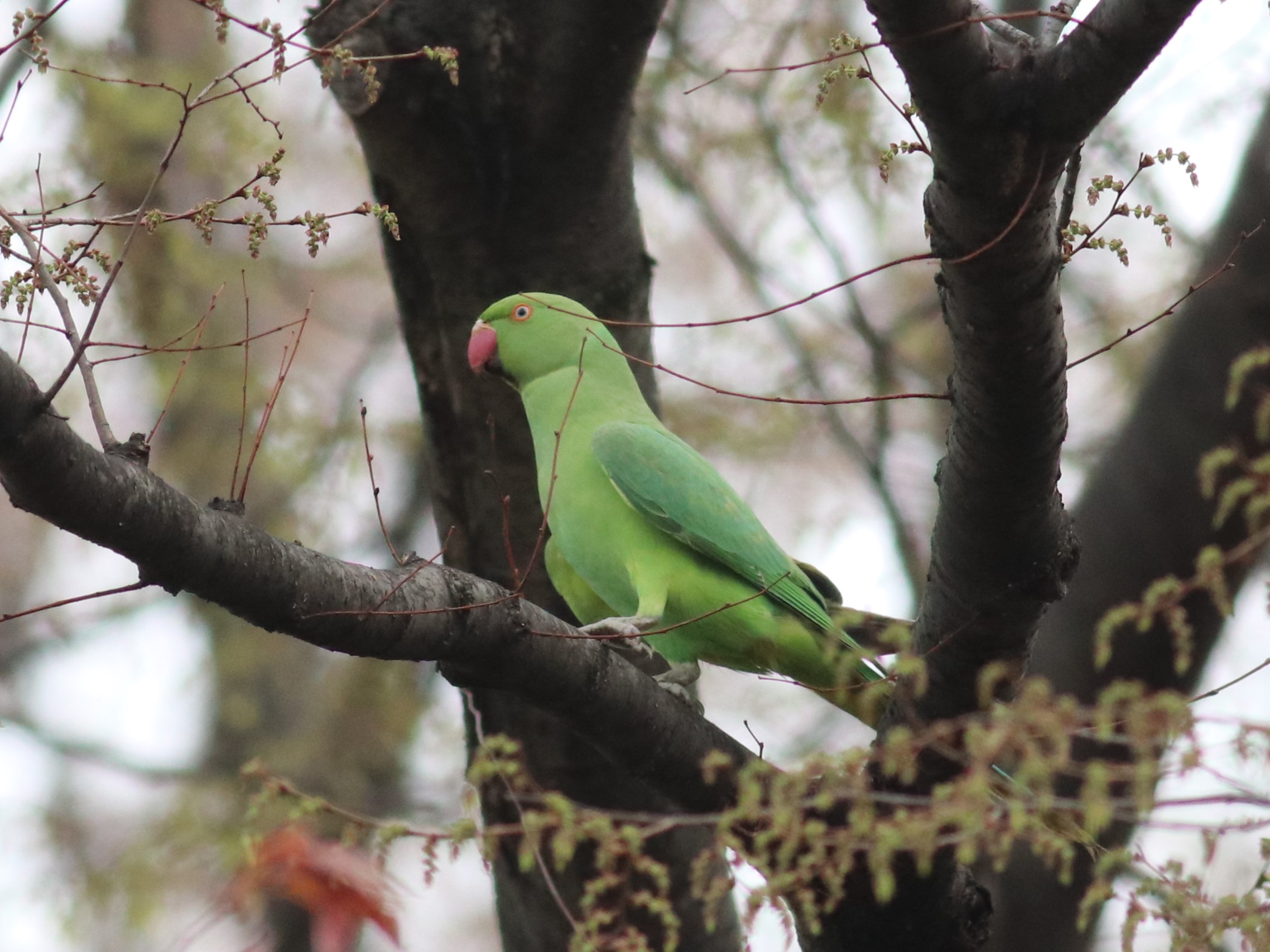 ホンセイインコ