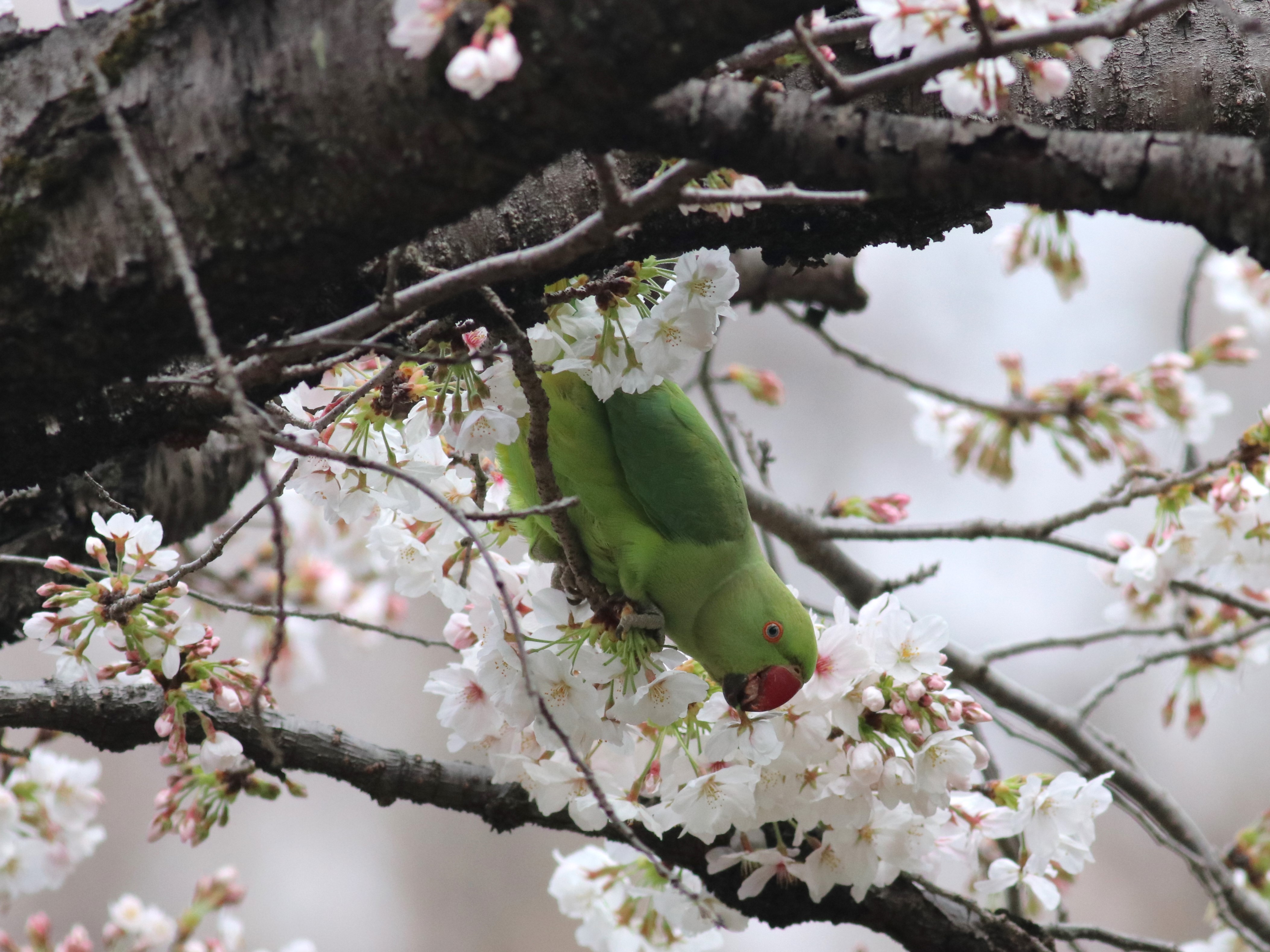 ホンセイインコ