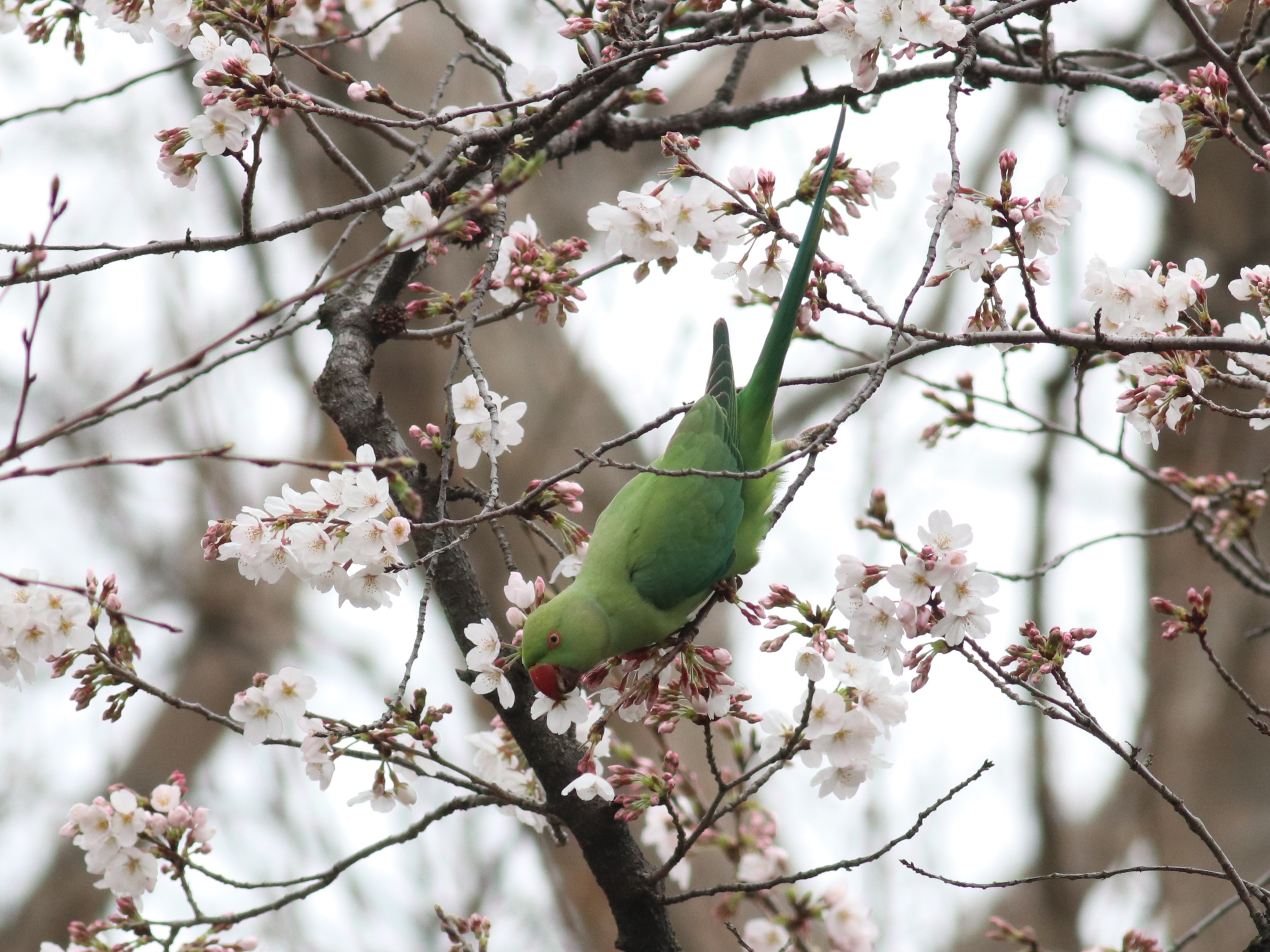 ホンセイインコ