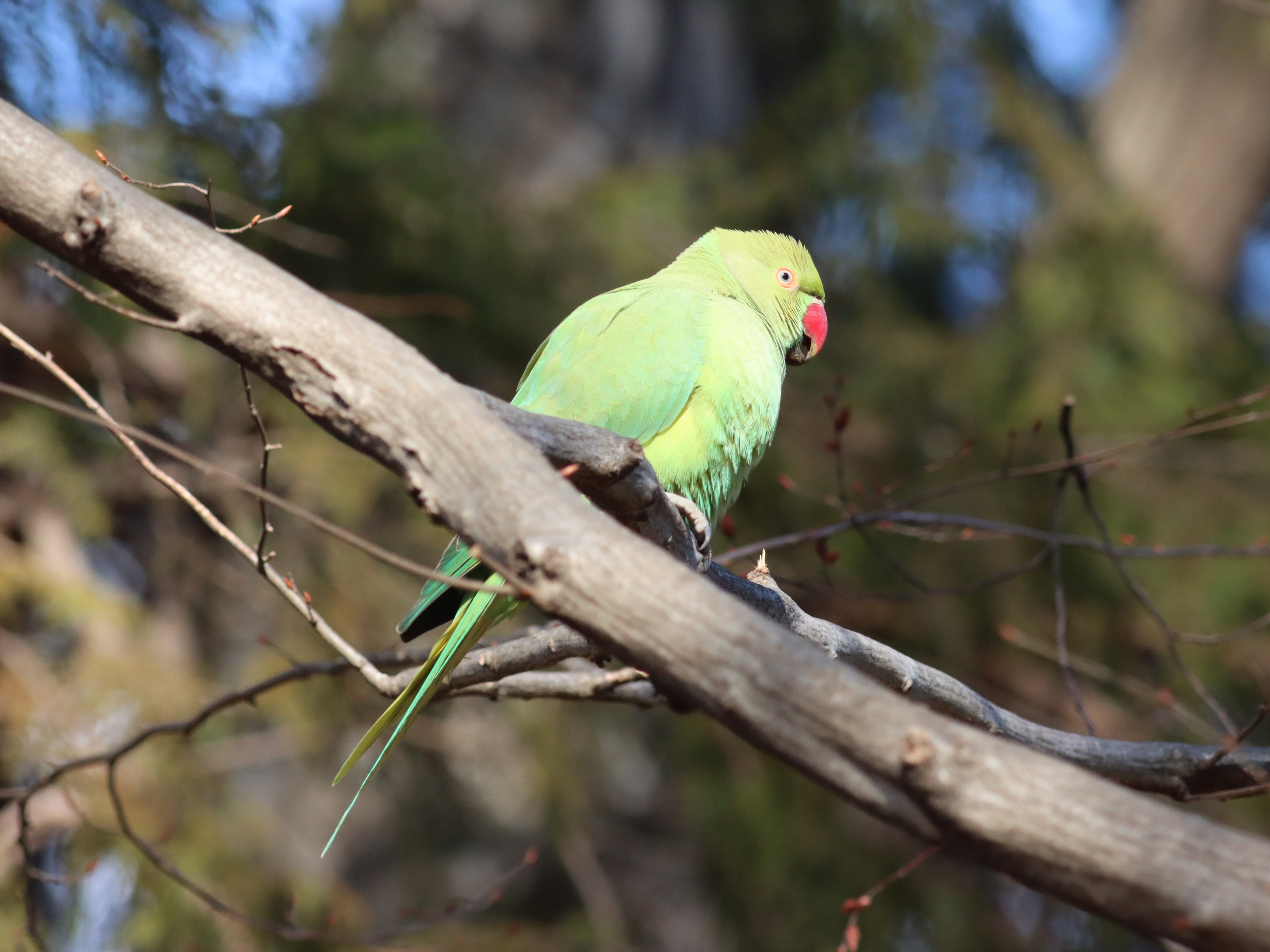 ホンセイインコ