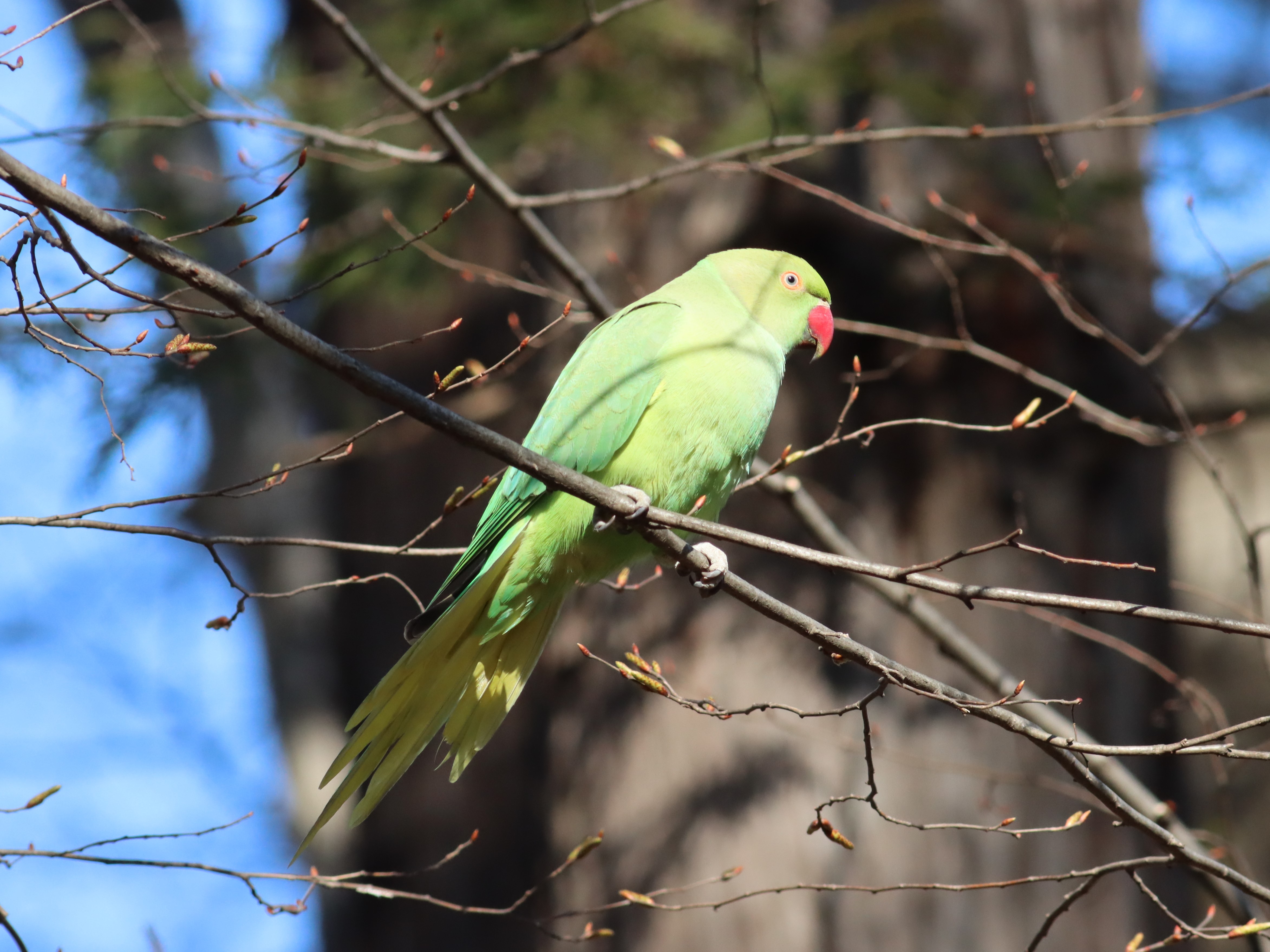 ホンセイインコ