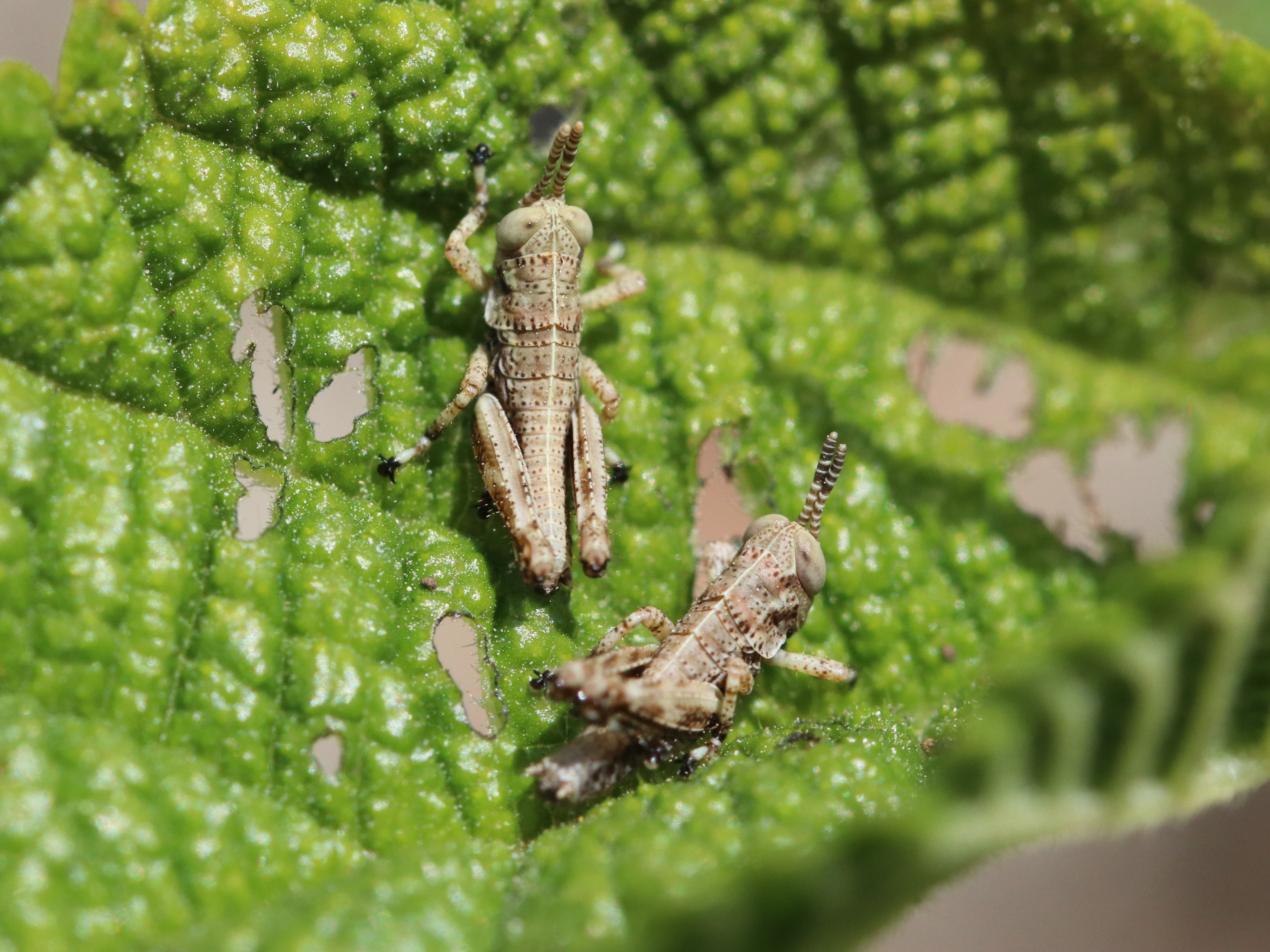 ヤマトフキバッタ