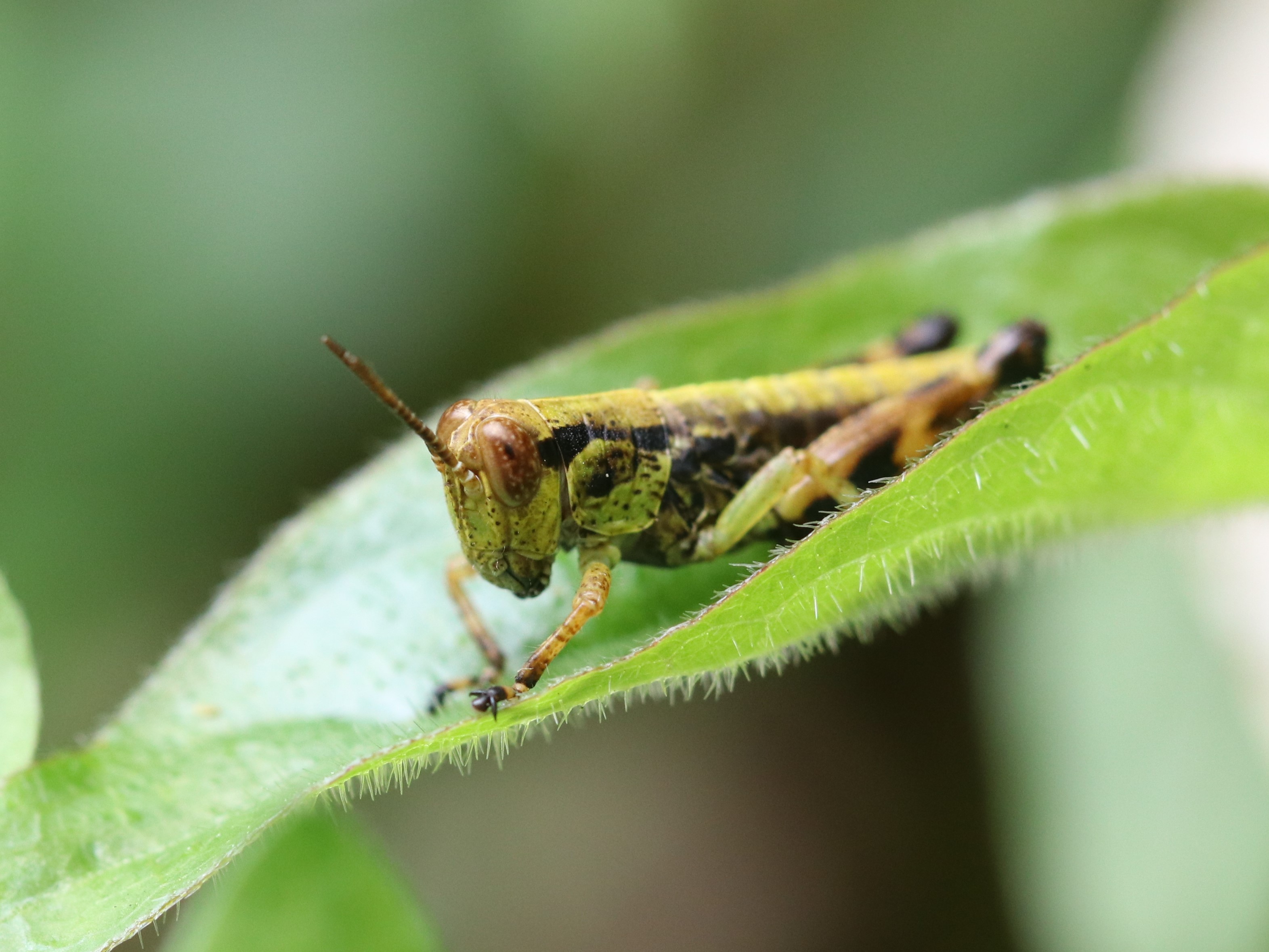 ヤマトフキバッタ