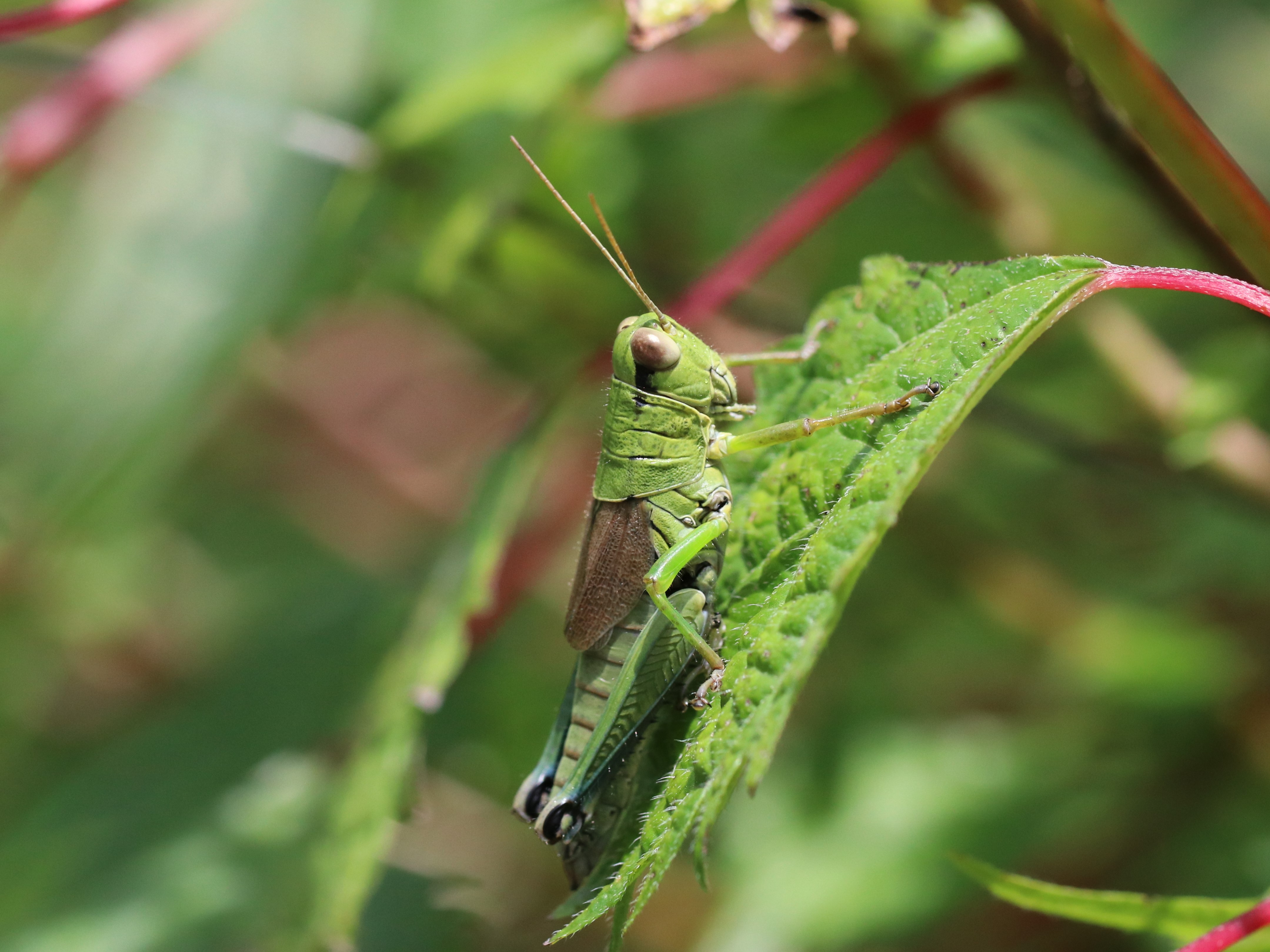 ヤマトフキバッタ