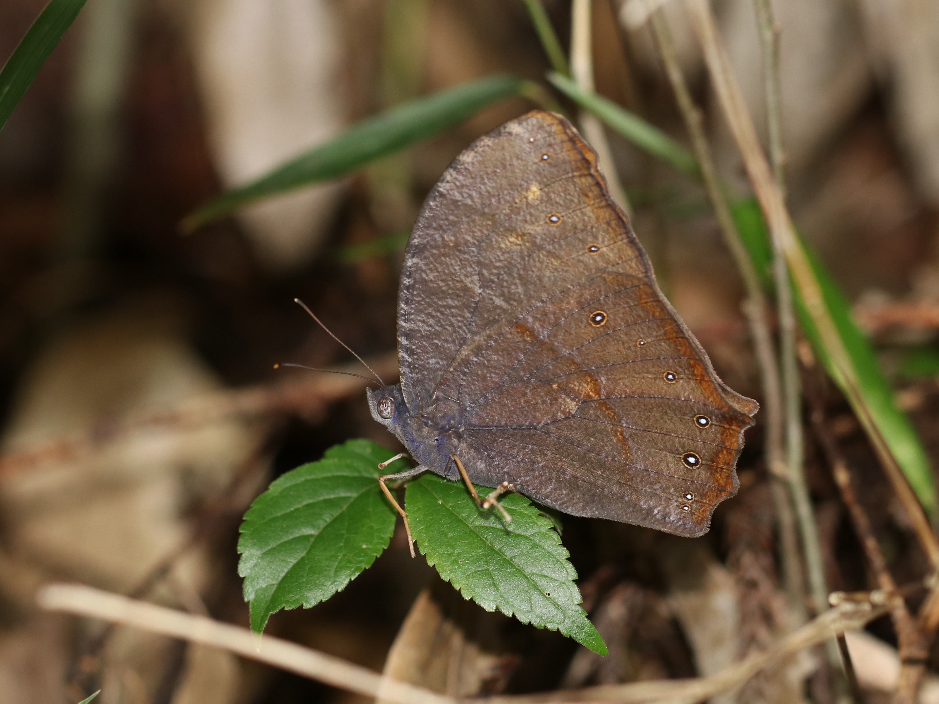 クロコノマチョウ