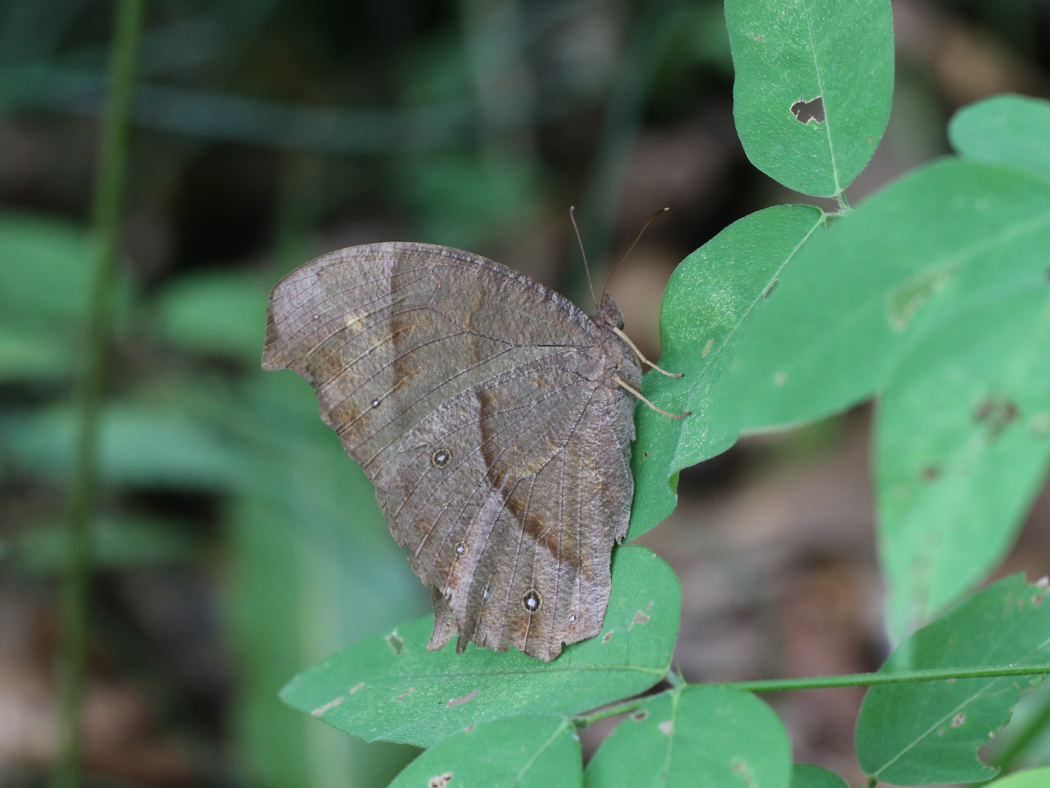 クロコノマチョウ
