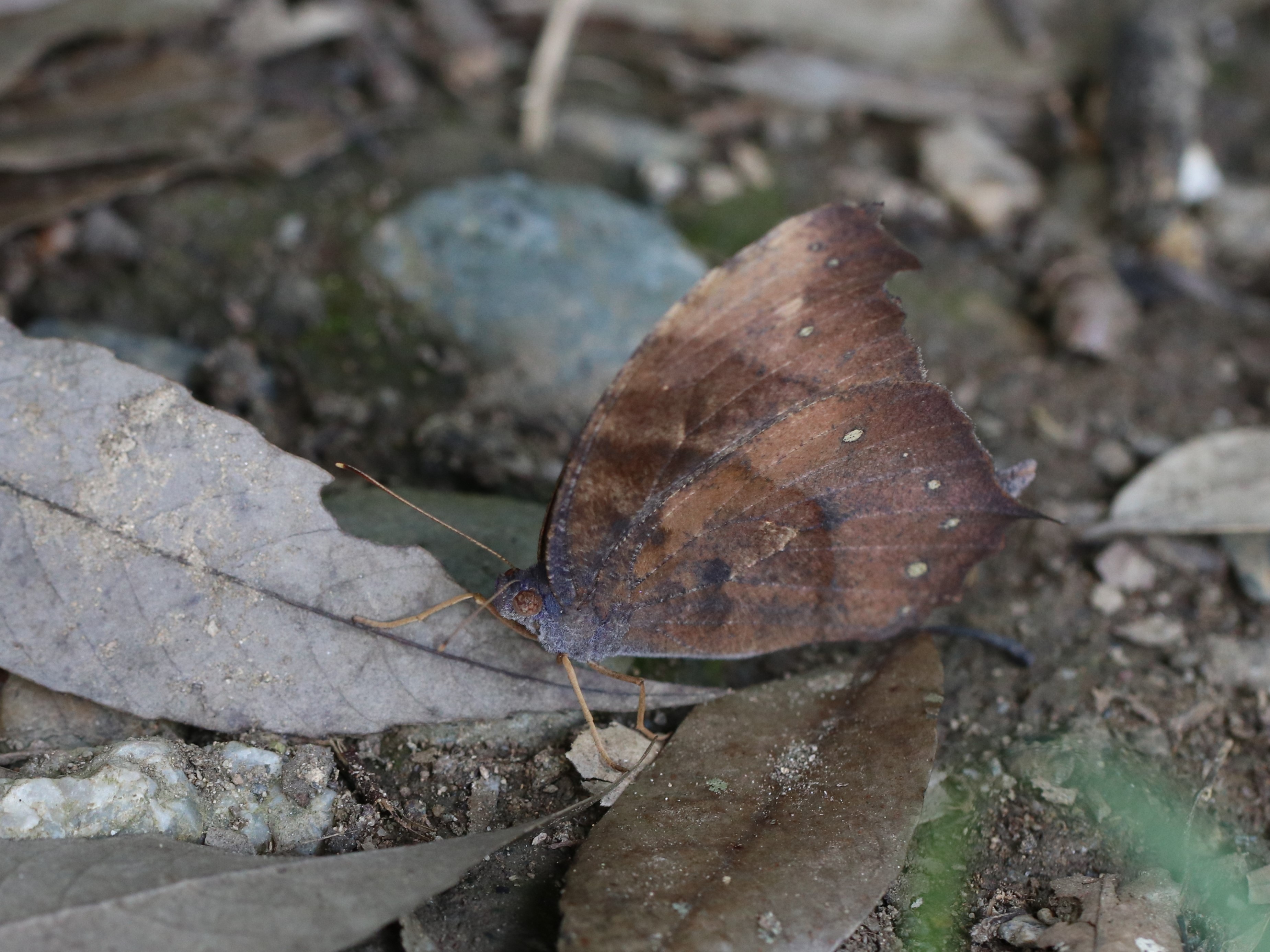 クロコノマチョウ
