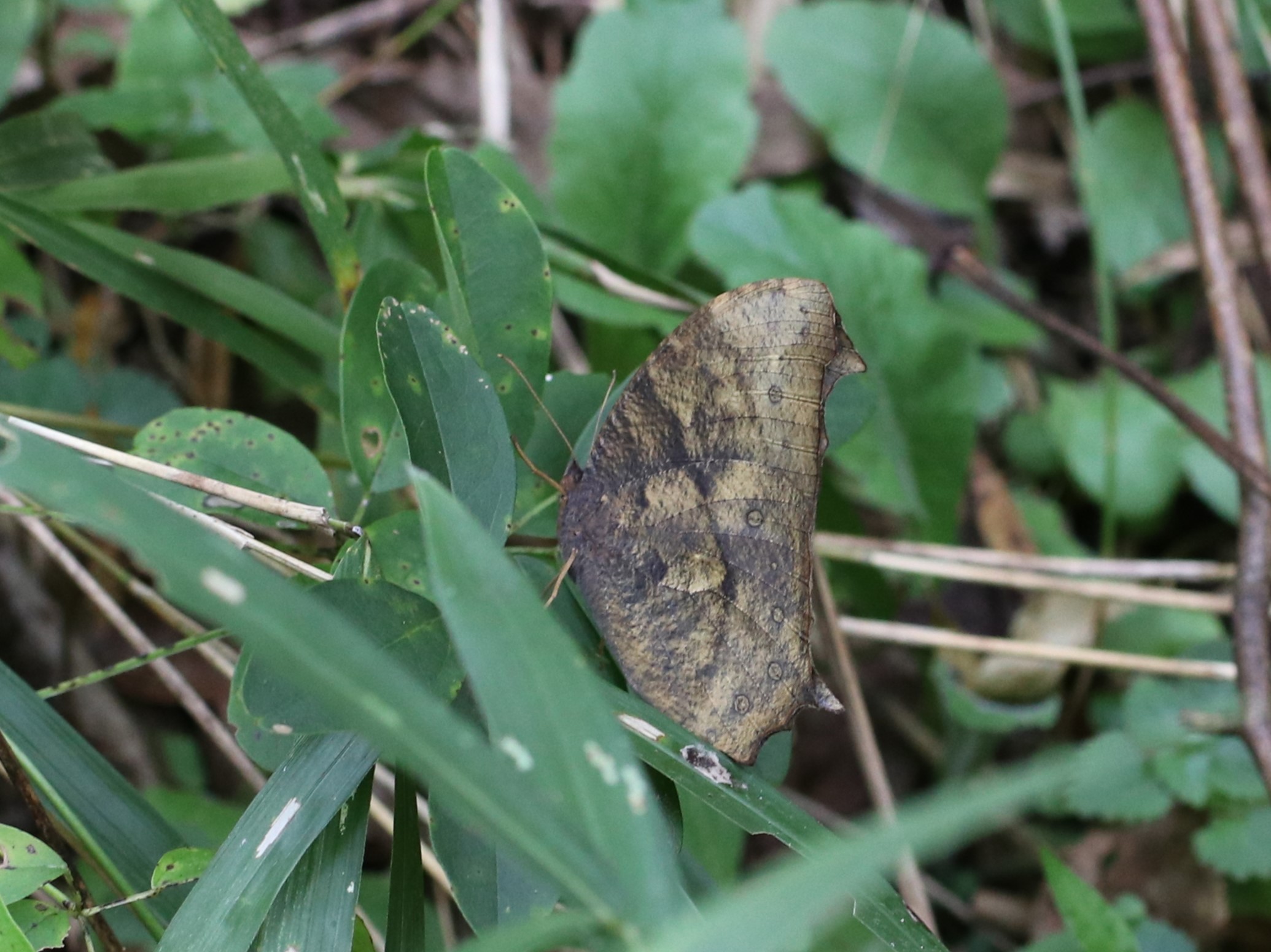 クロコノマチョウ