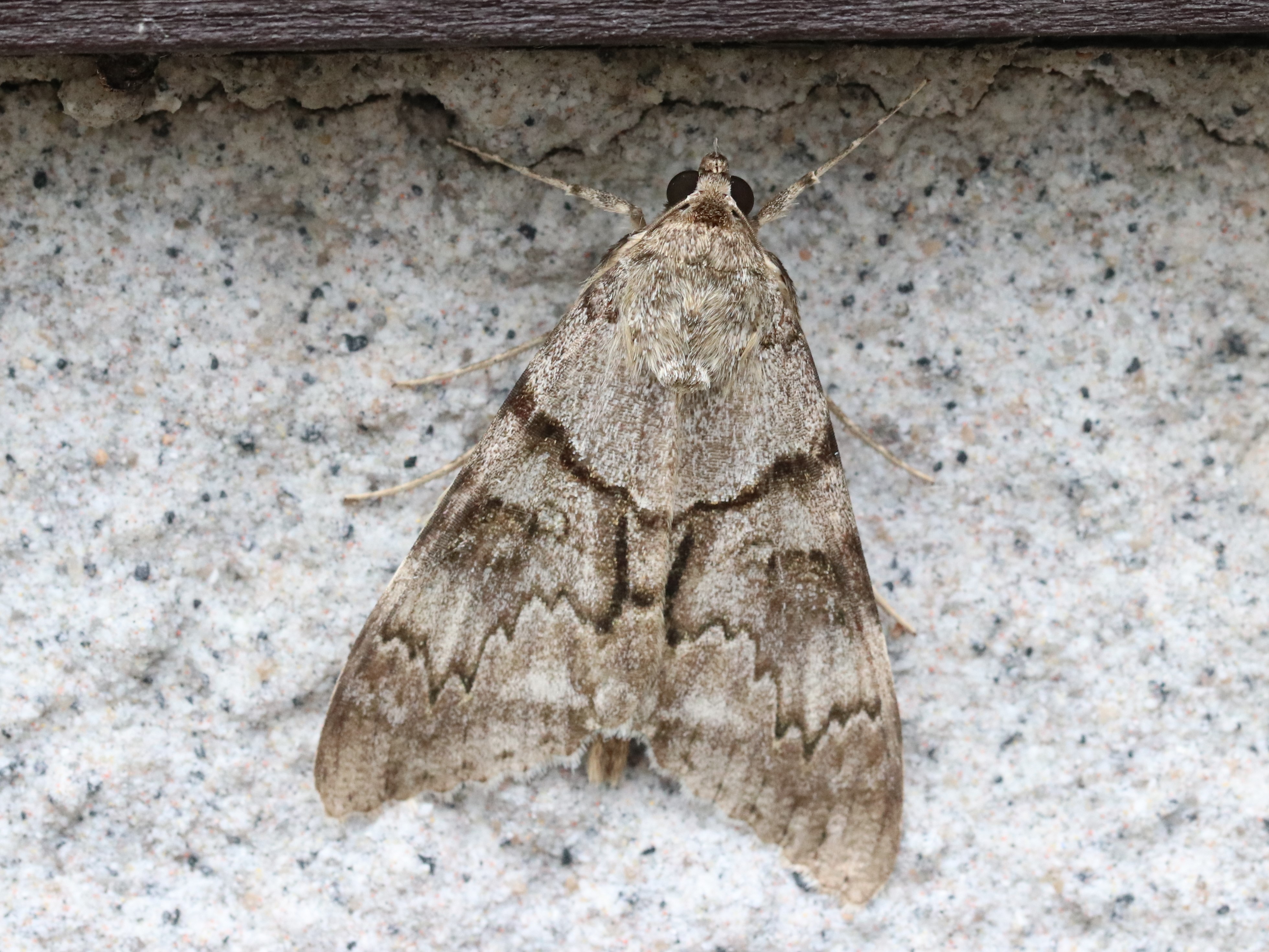 ジョナスキシタバ