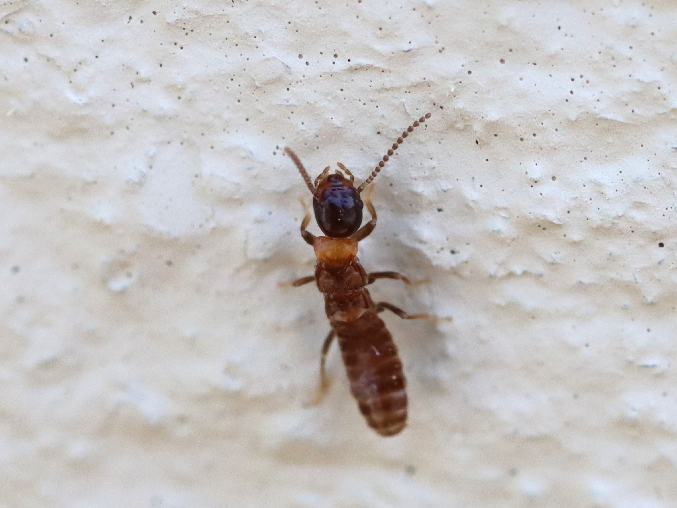 ヤマトシロアリ