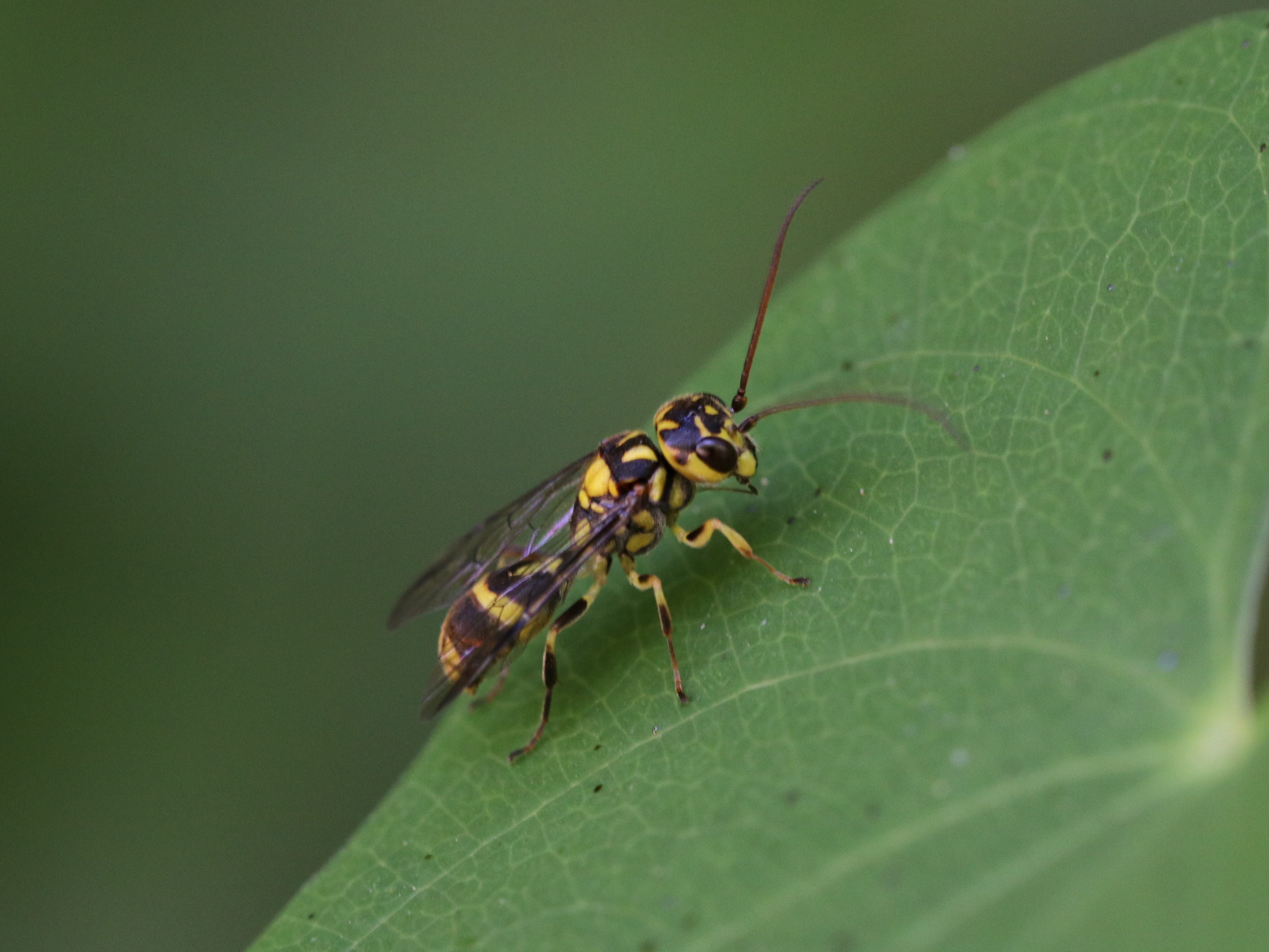 ザウターカギバラバチ