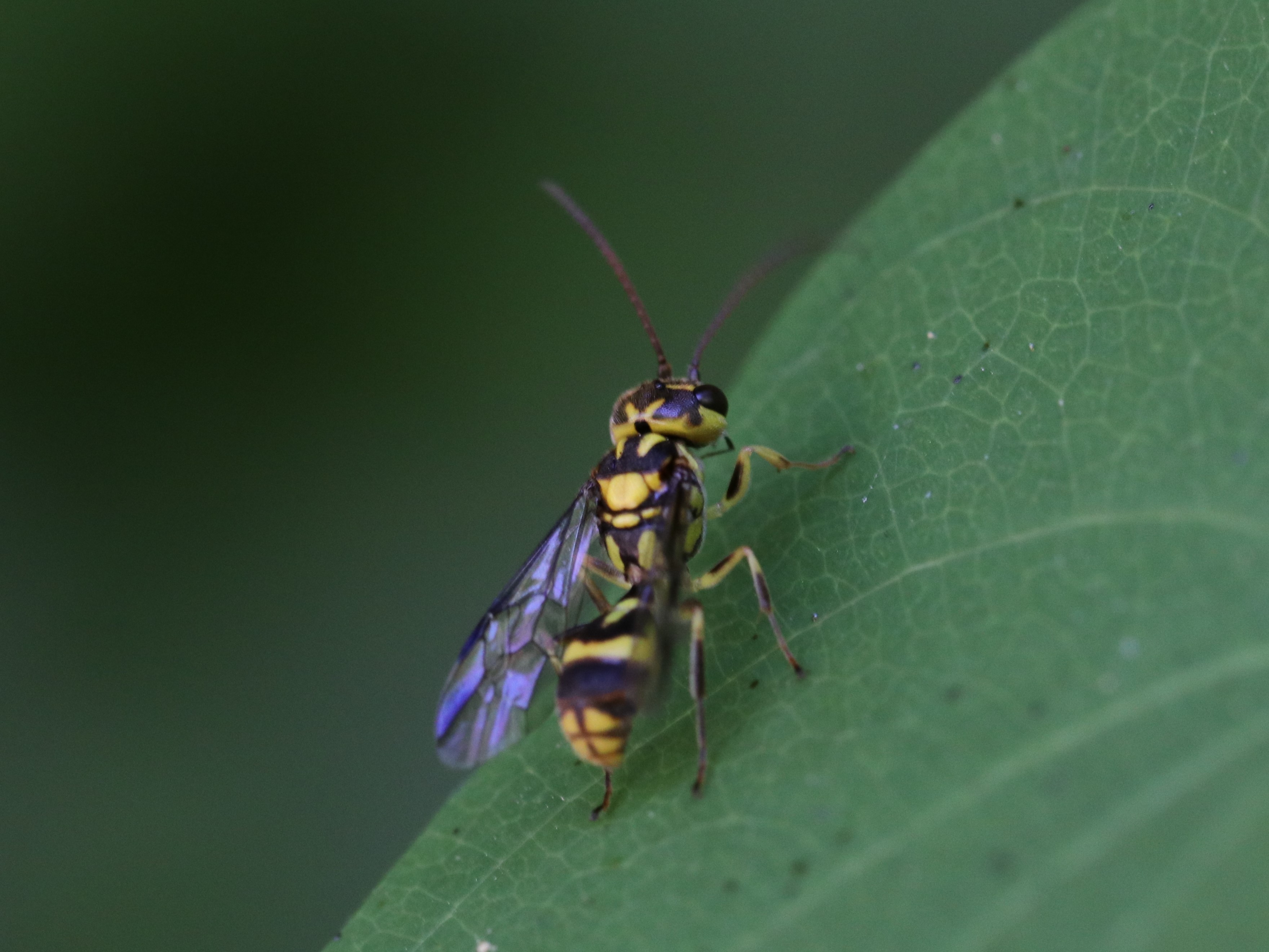 ザウターカギバラバチ