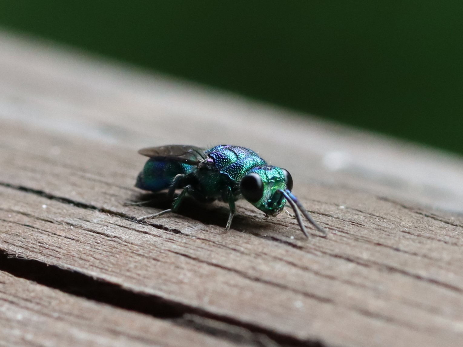 ミドリセイボウ