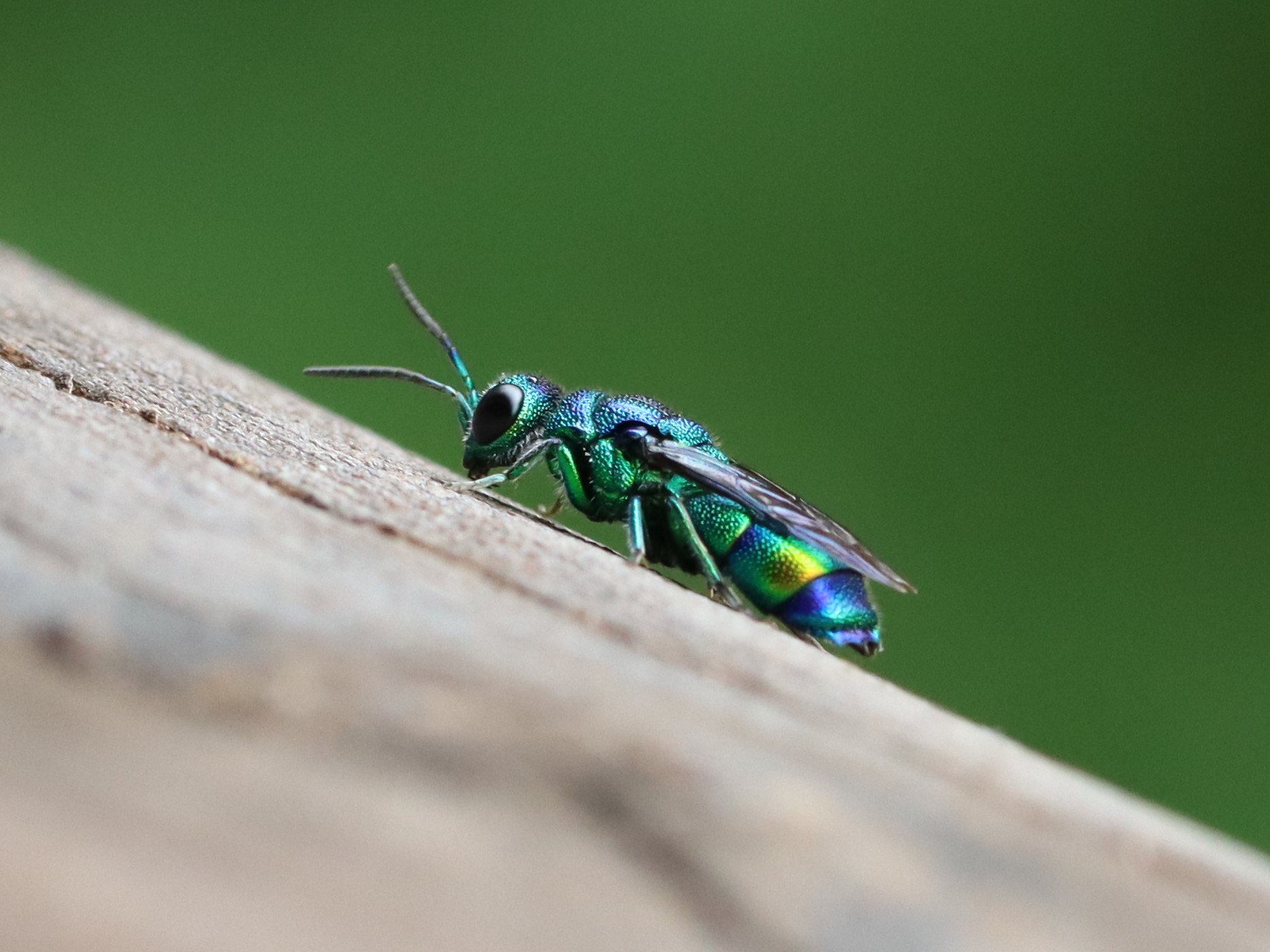 ミドリセイボウ