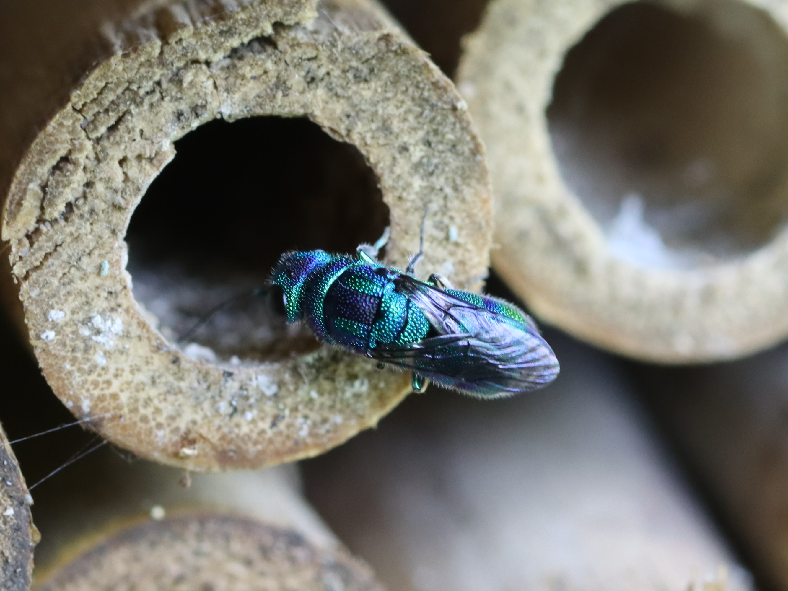 ミドリセイボウ