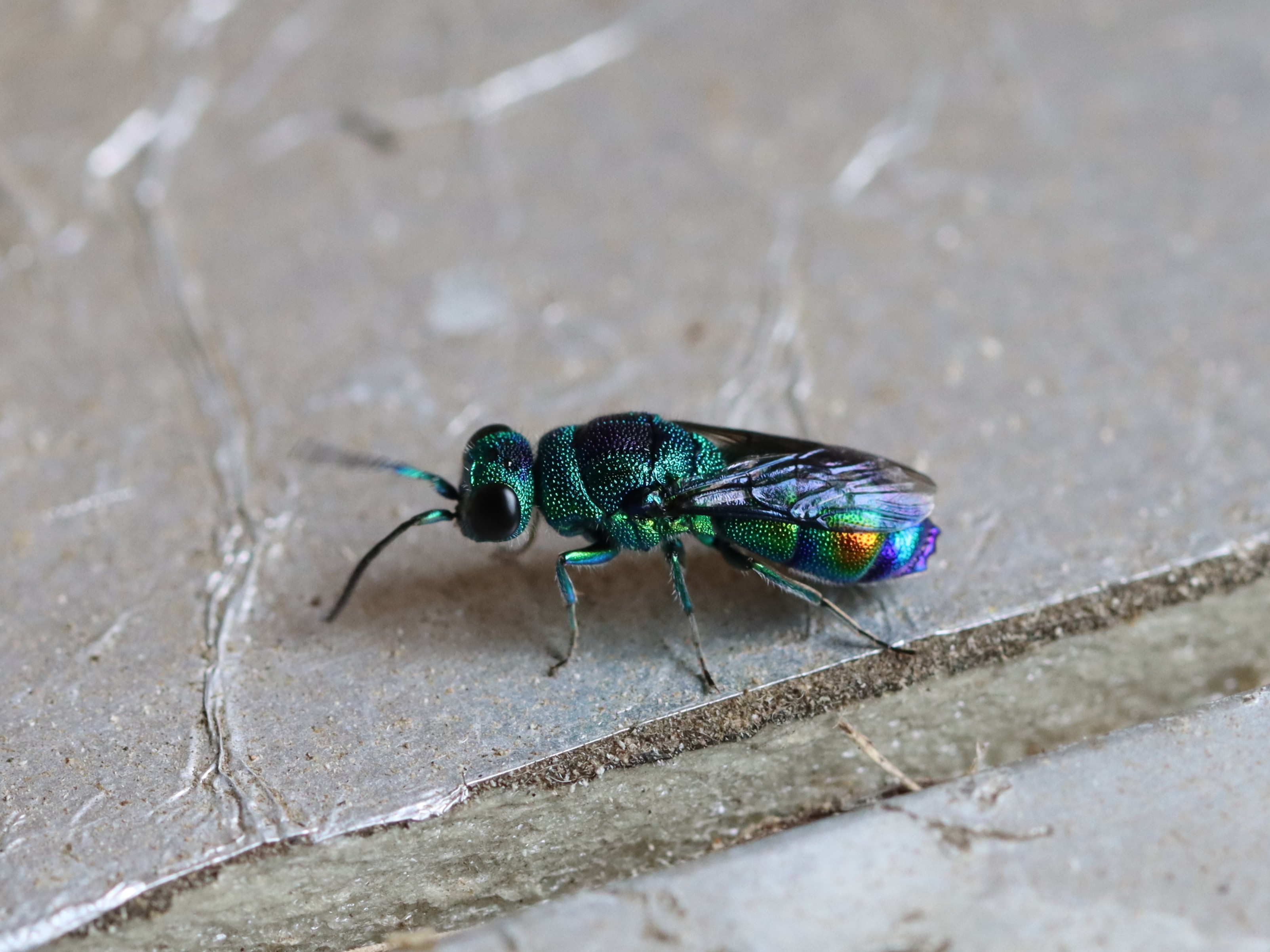 ミドリセイボウ