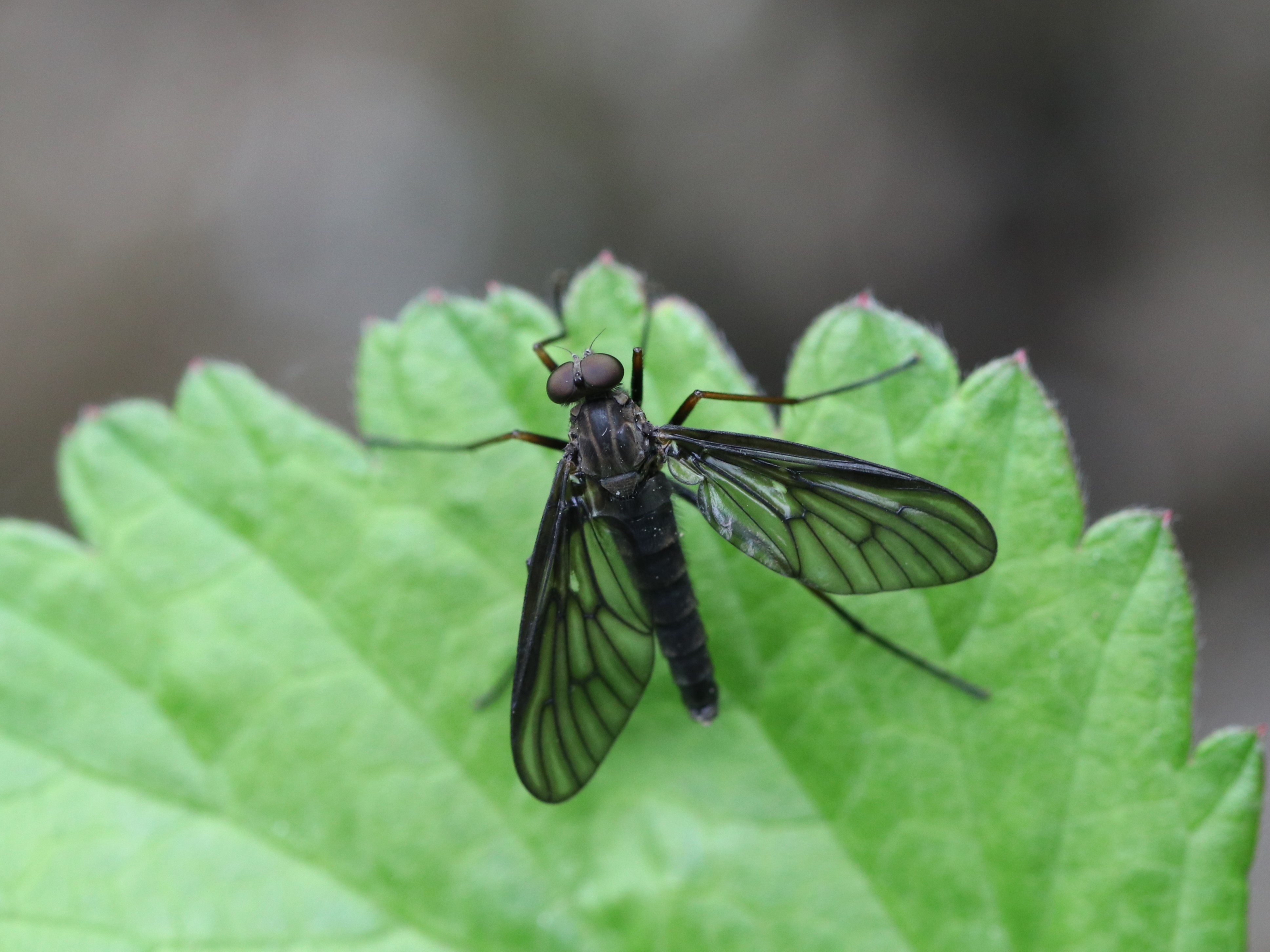 ヤマトシギアブ