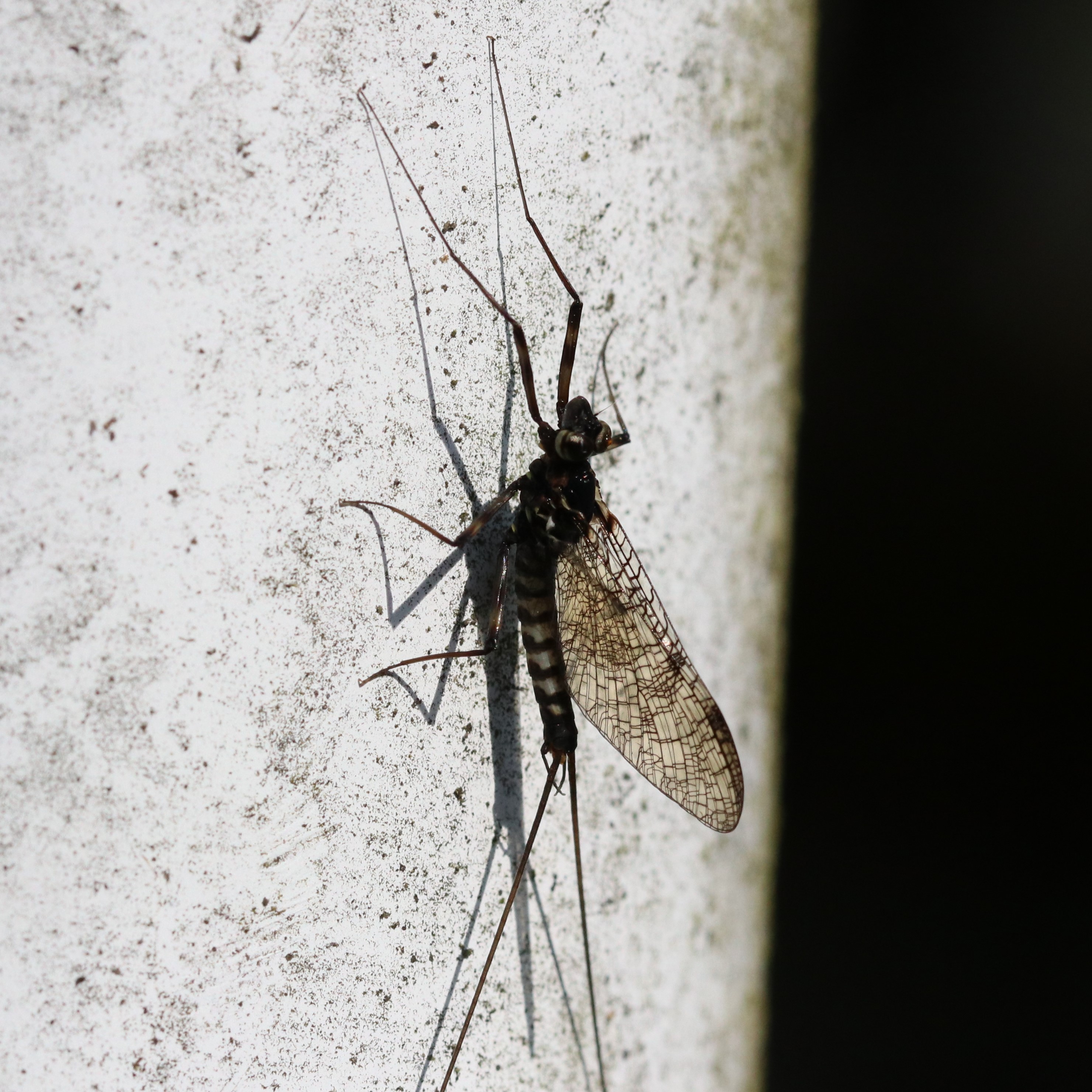 ヒラタカゲロウ科