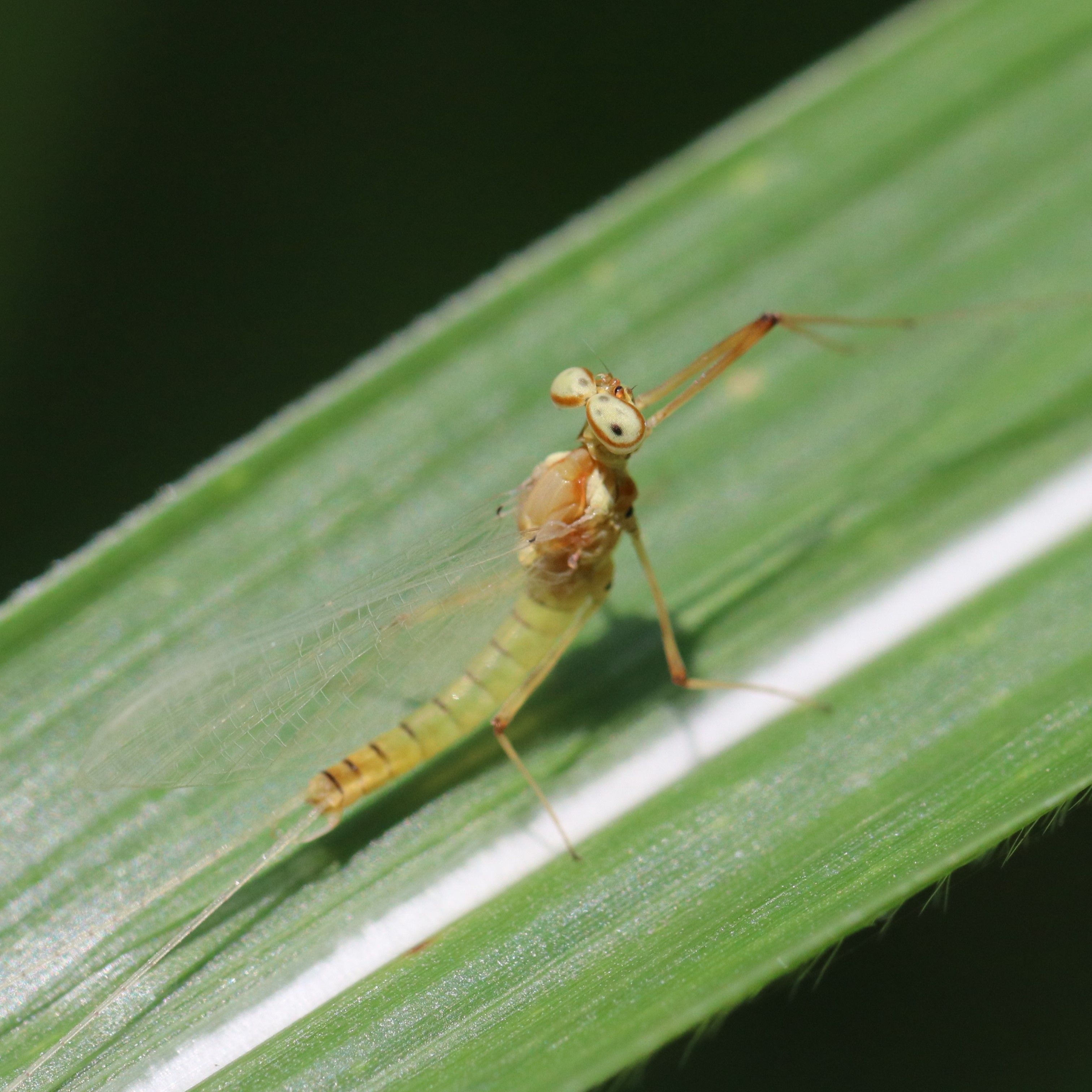ヒラタカゲロウ科