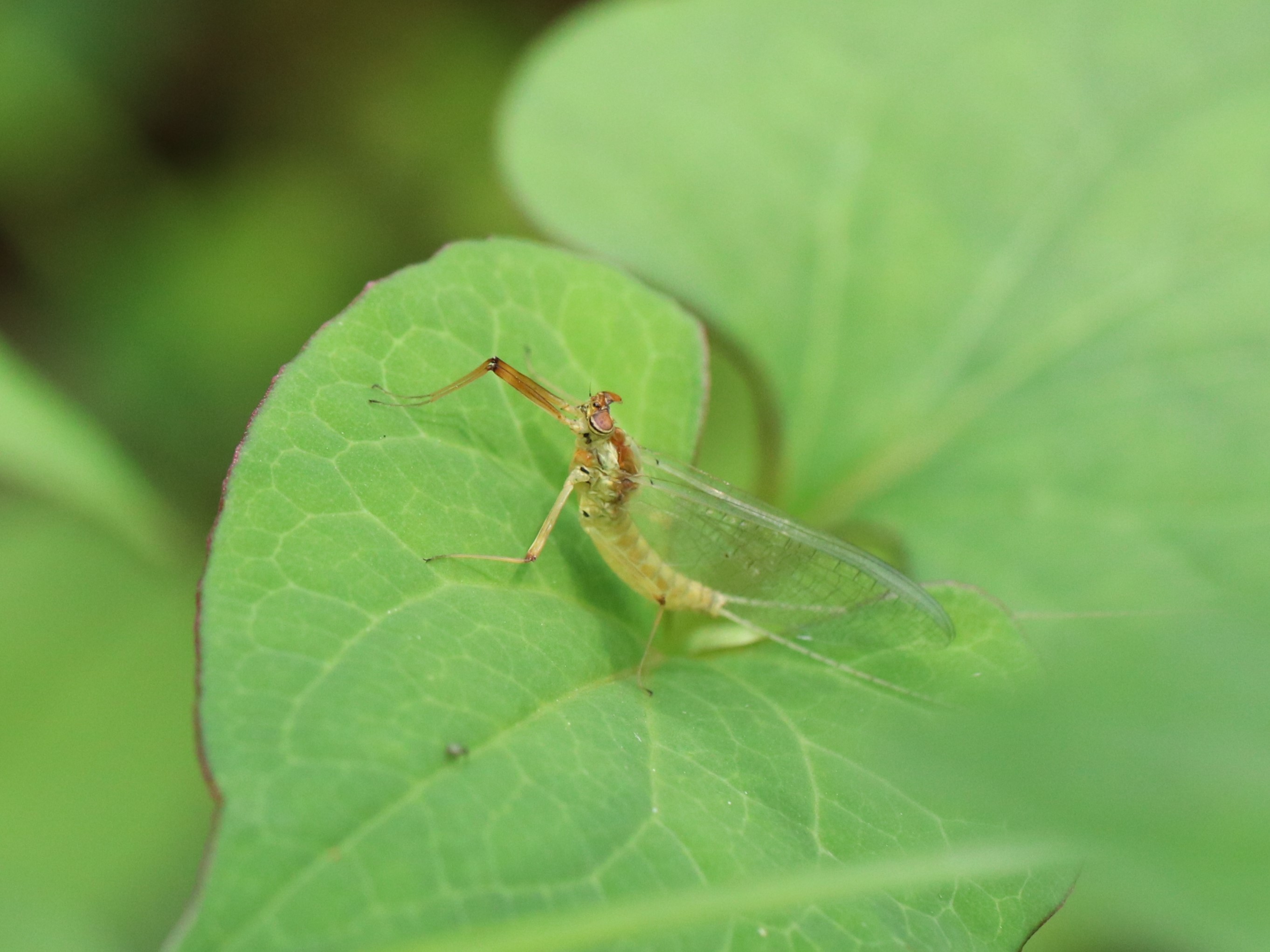 シロタニガワカゲロウ