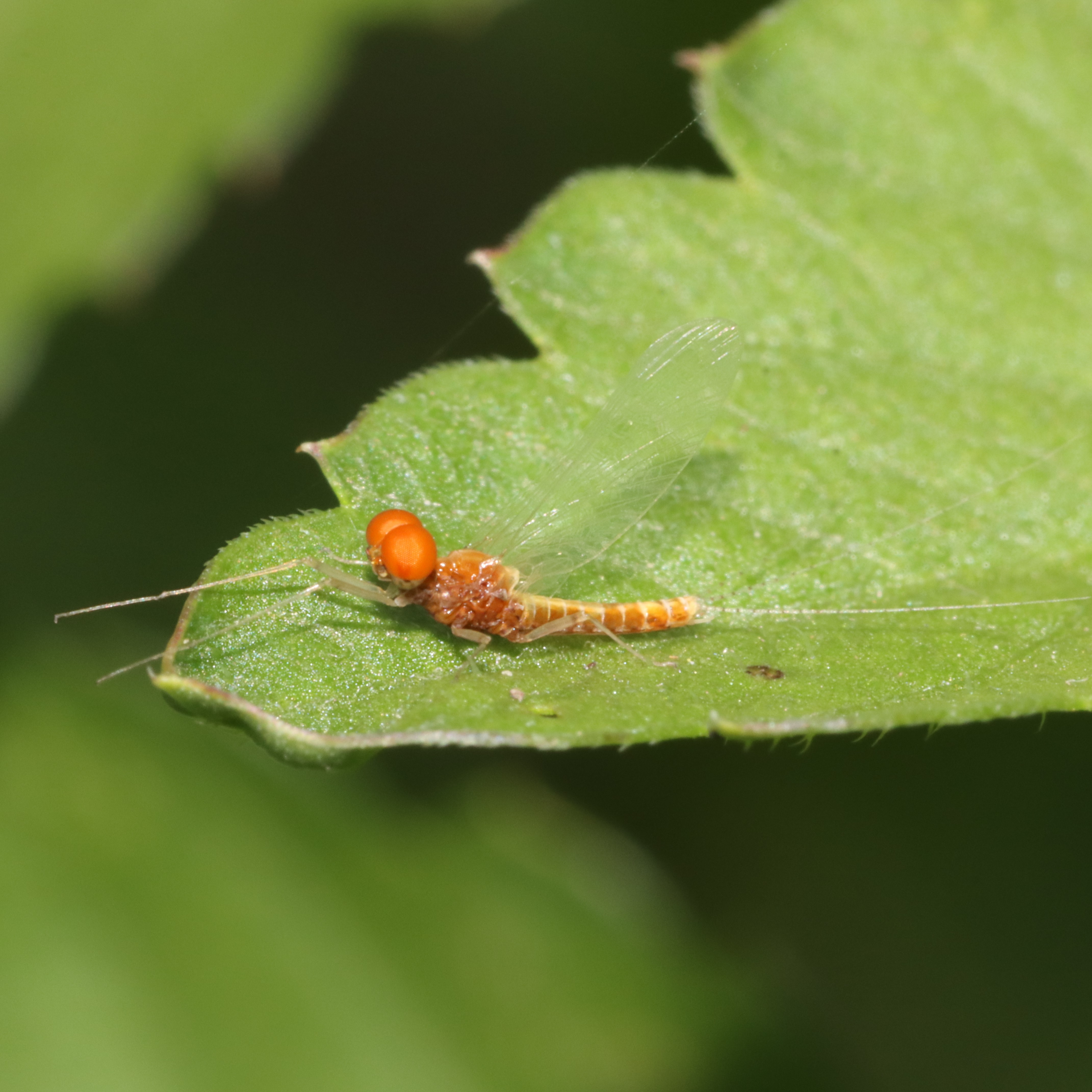 マダラカゲロウ科