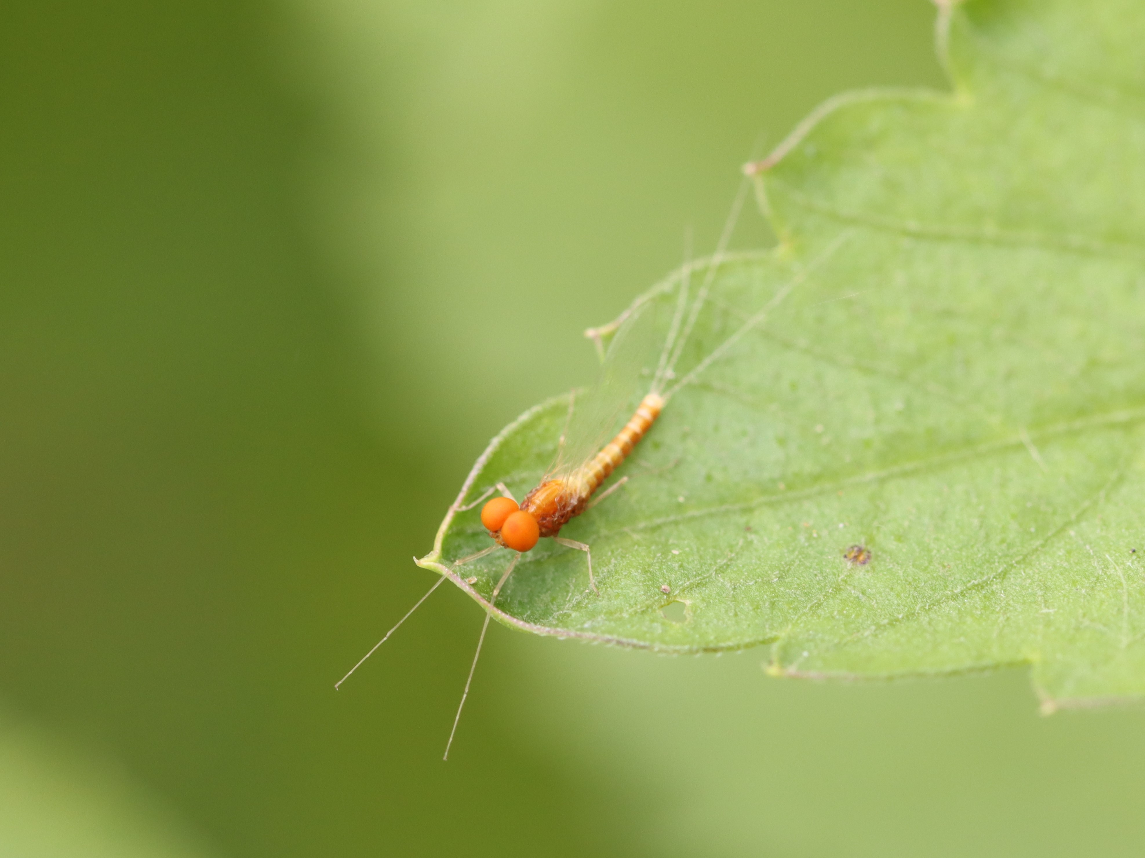 アカマダラカゲロウ