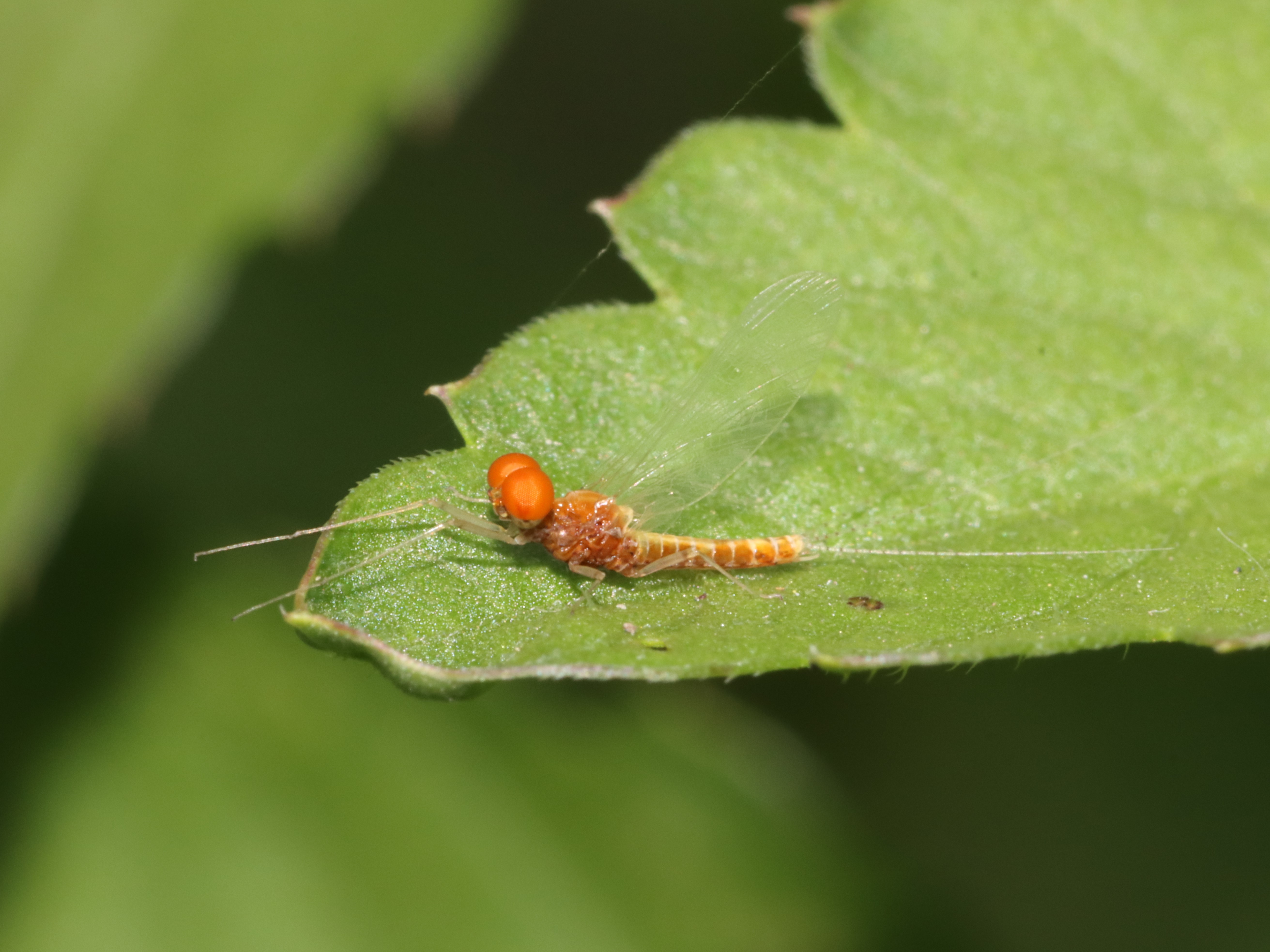 アカマダラカゲロウ