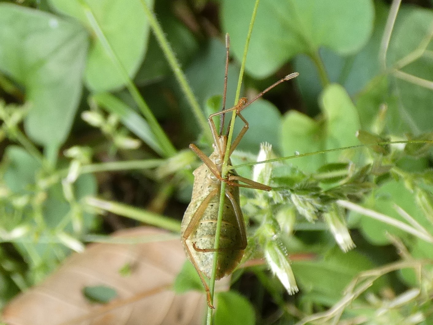 ホシハラビロヘリカメムシ (2017-2019)