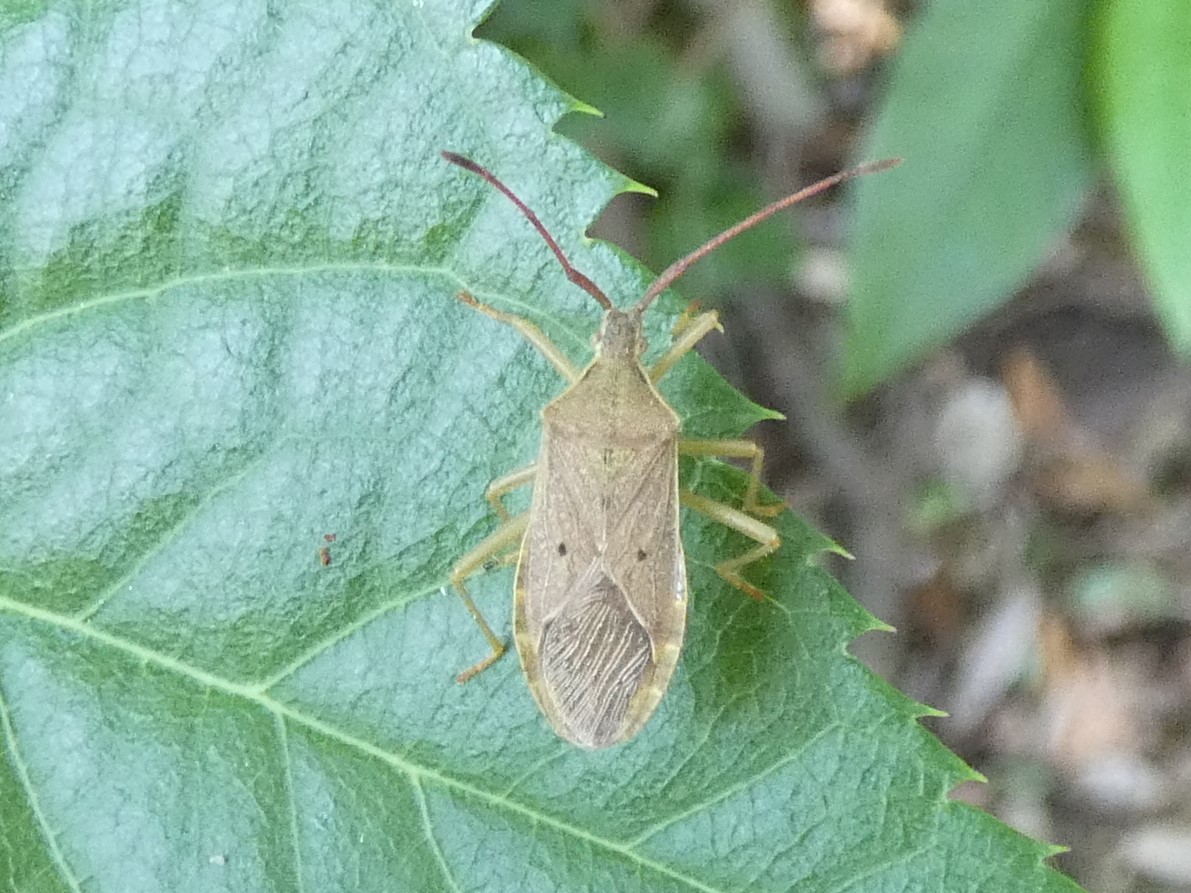 ホシハラビロヘリカメムシ (2017-2019)