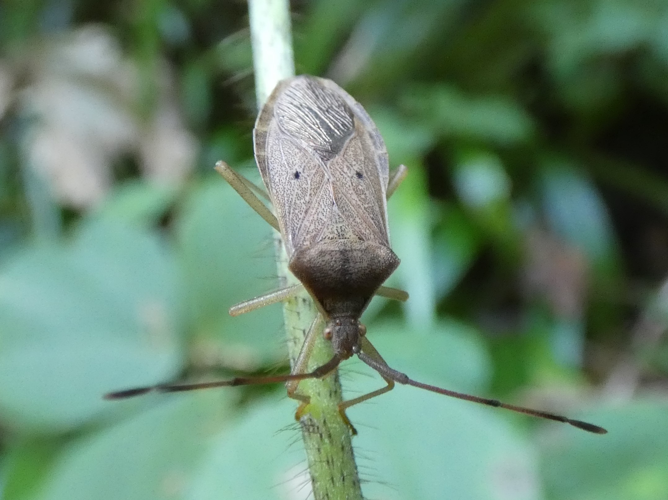 ホシハラビロヘリカメムシ (2017-2019)