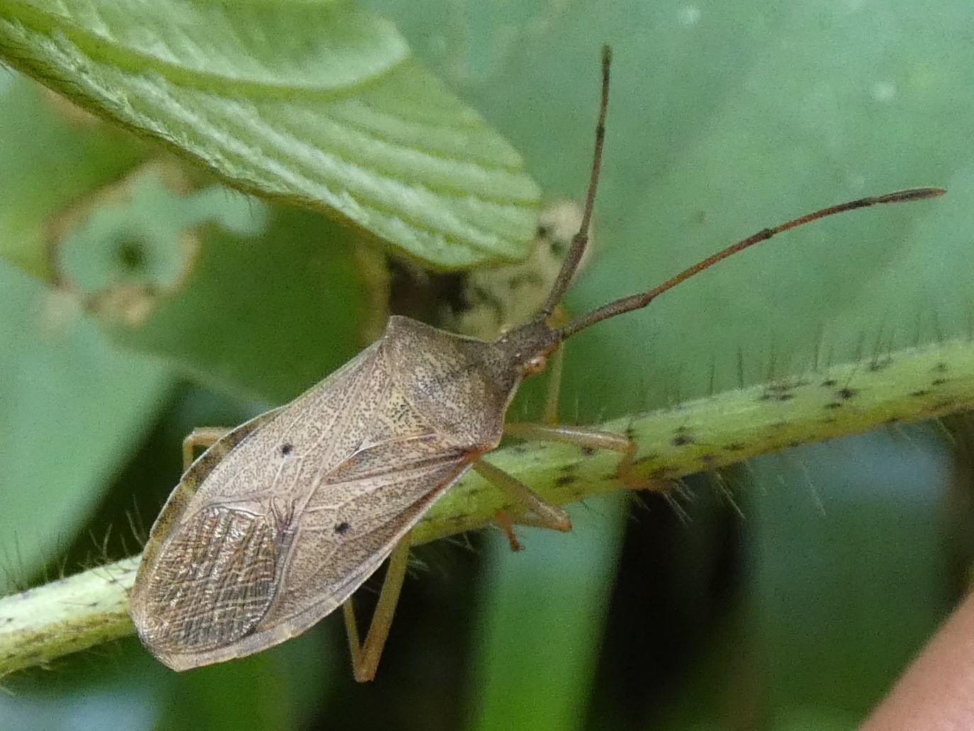 ホシハラビロヘリカメムシ (2017-2019)