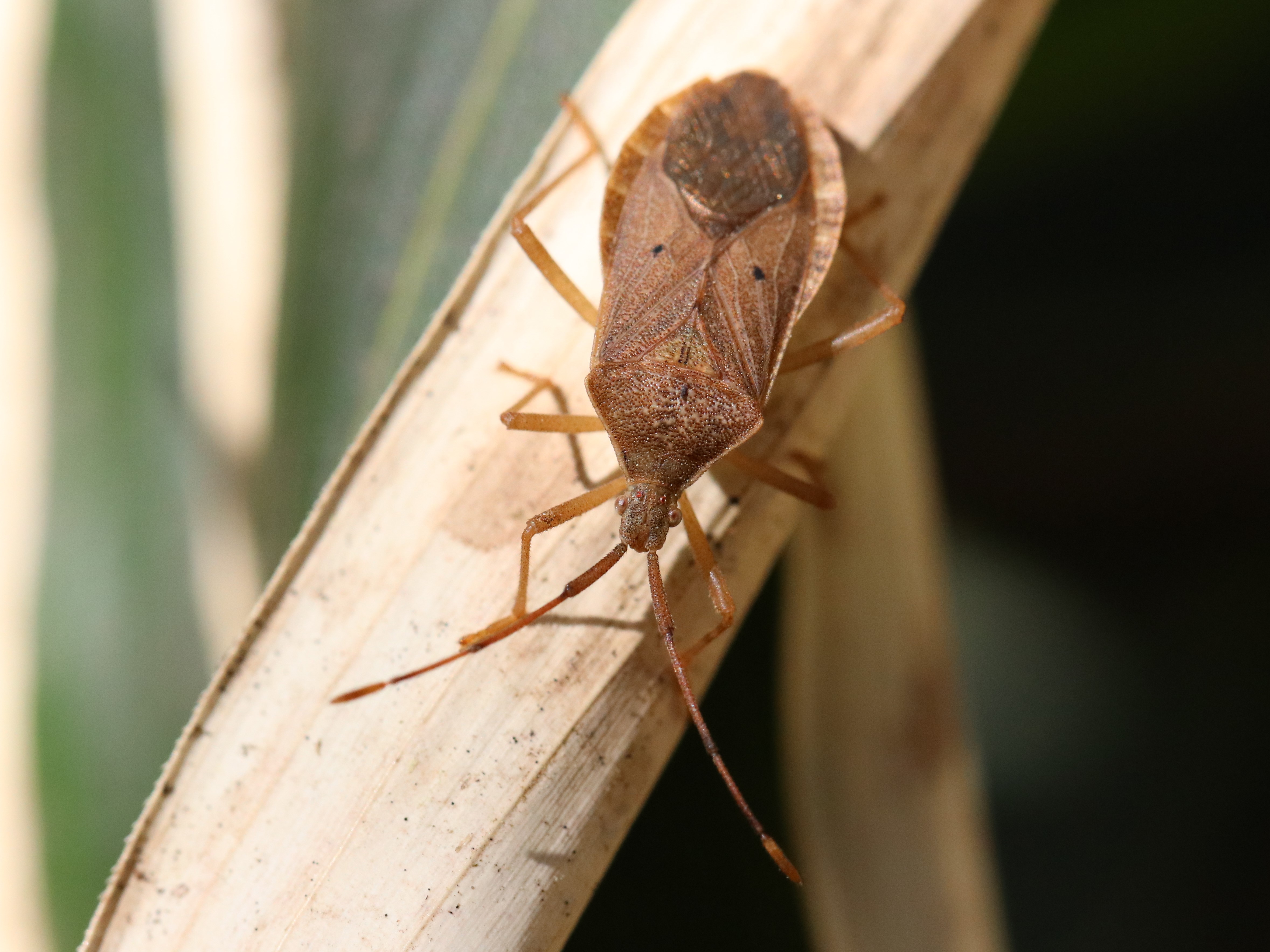 ホシハラビロヘリカメムシ (2017-2019)