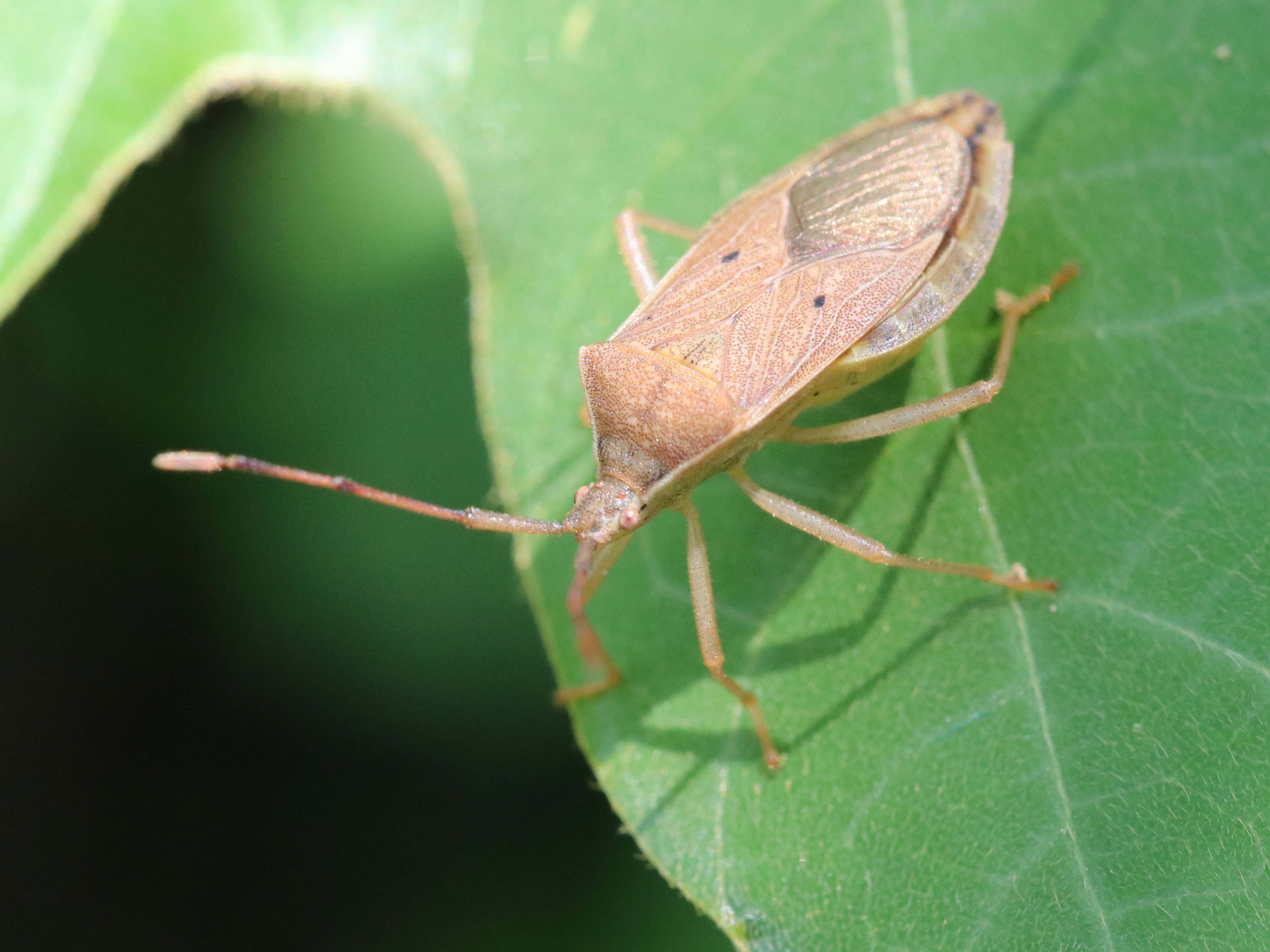 ホシハラビロヘリカメムシ (2017-2019)