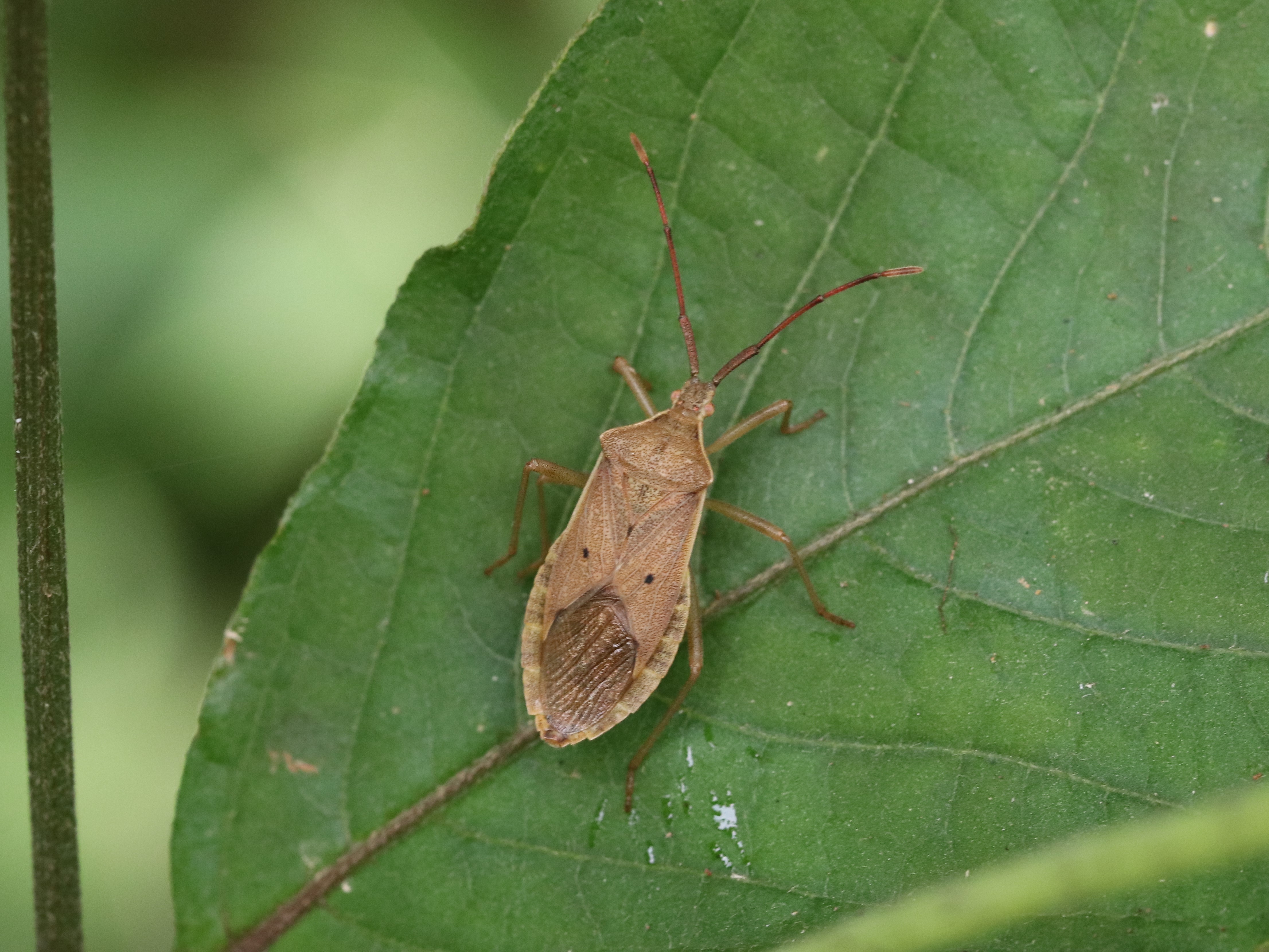 ホシハラビロヘリカメムシ (2017-2019)