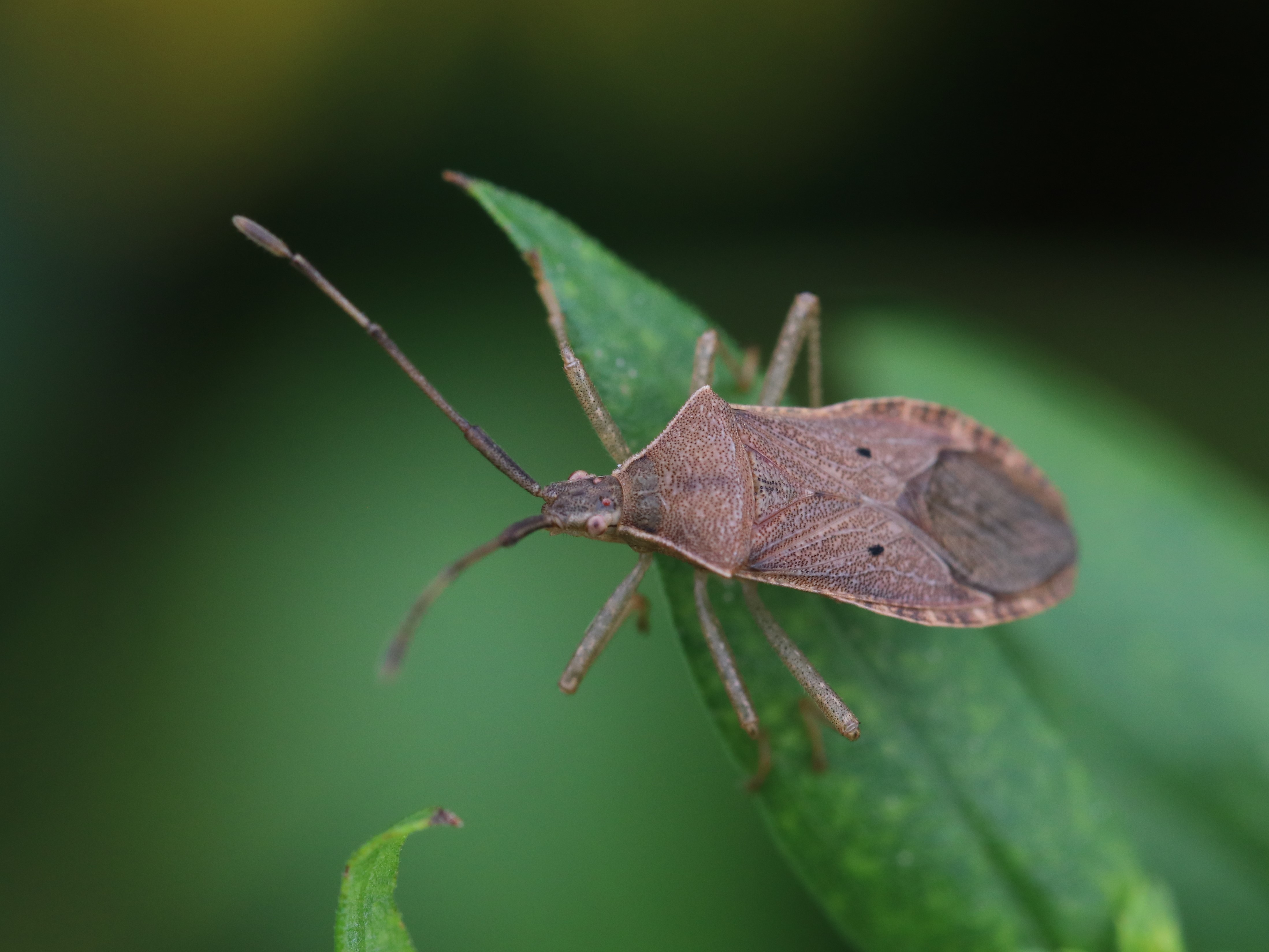 ホシハラビロヘリカメムシ (2017-2019)