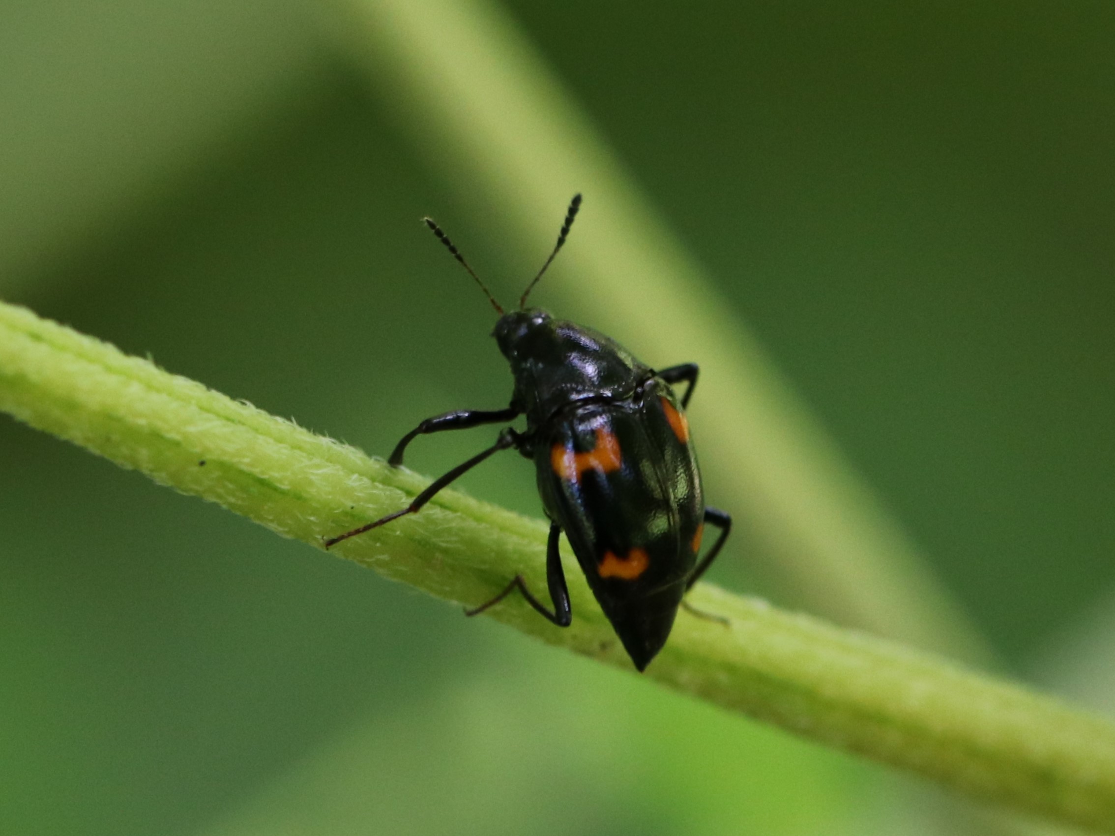 ヤマトデオキノコムシ