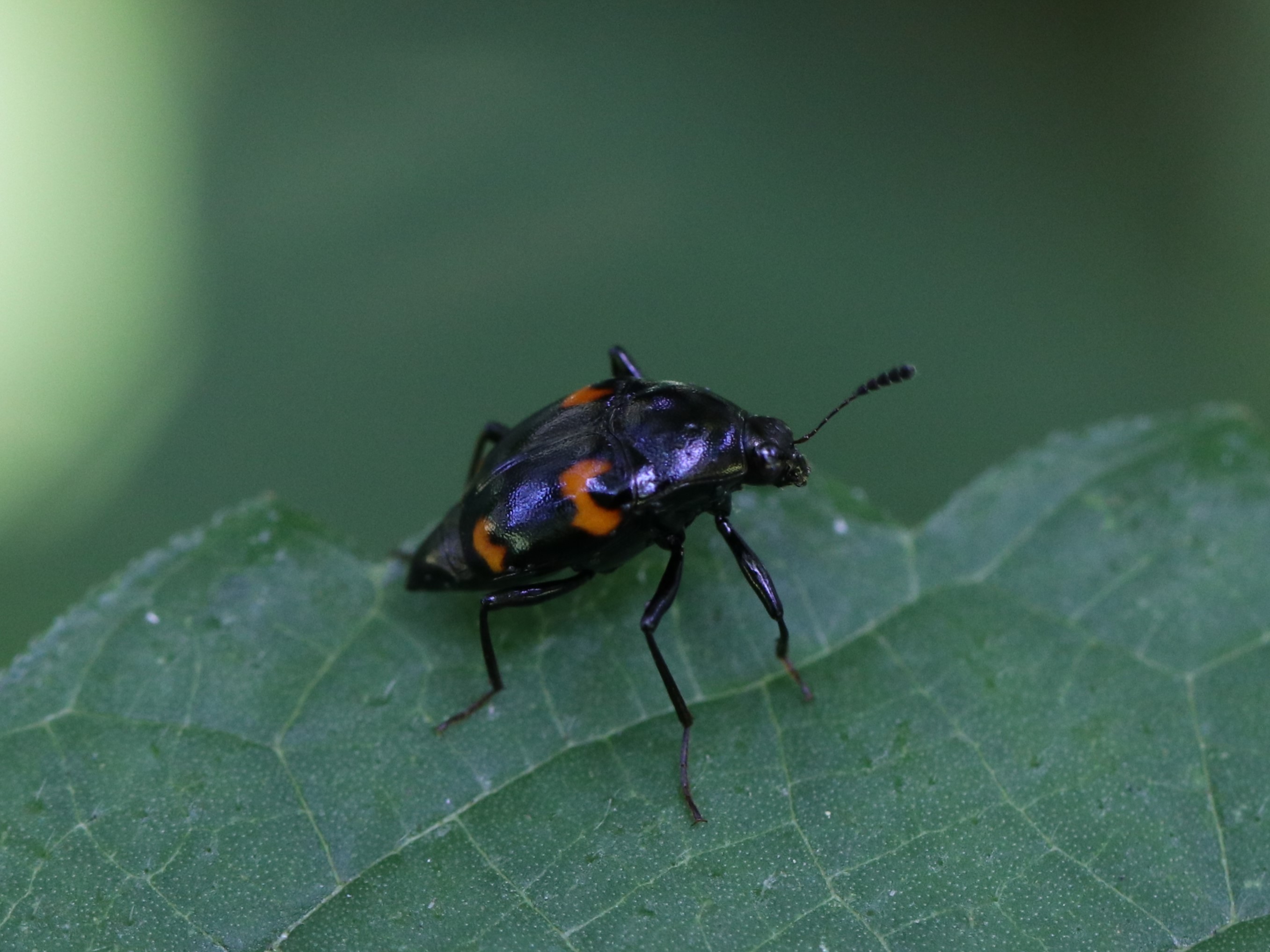 ヤマトデオキノコムシ