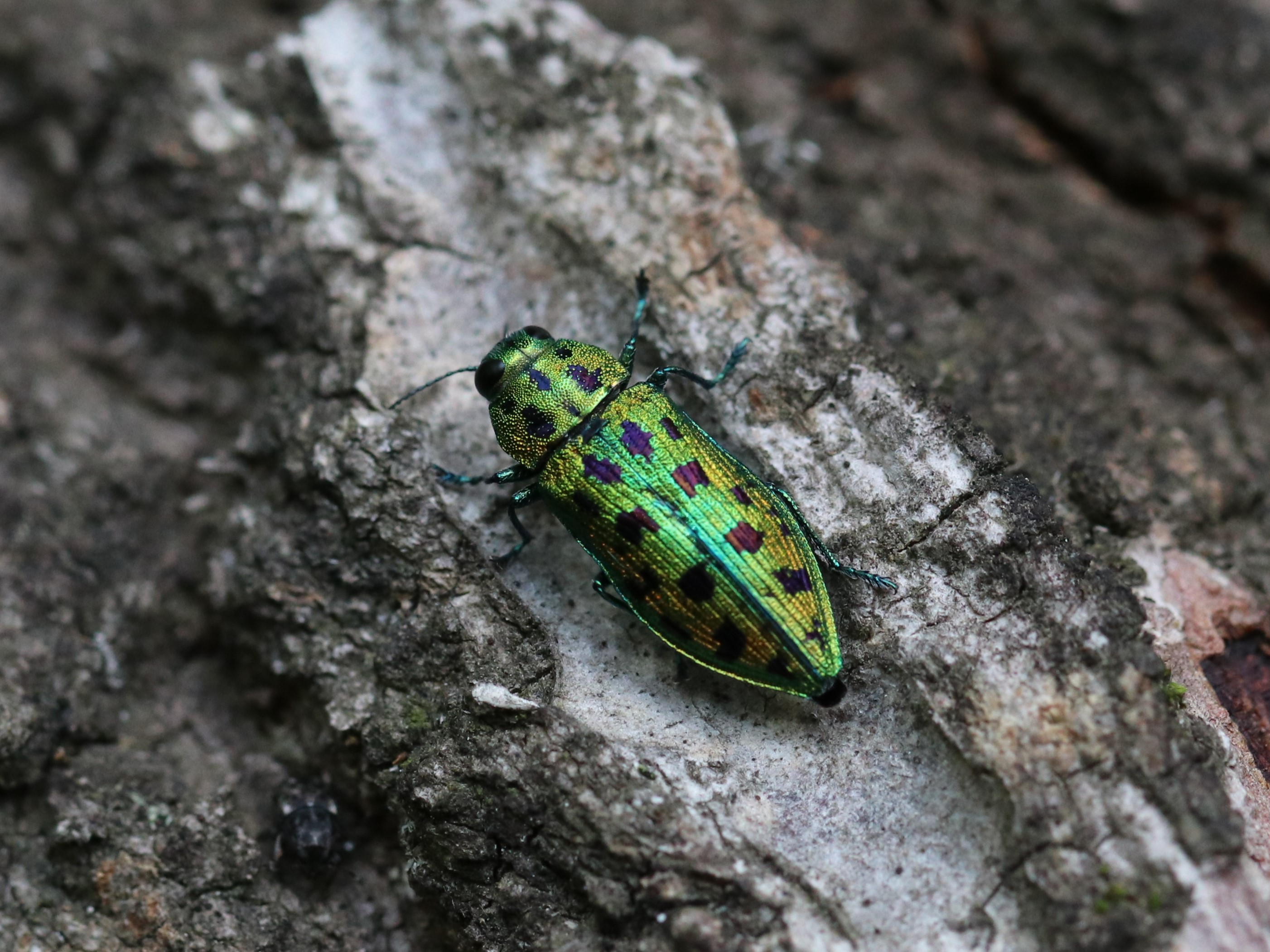 クロホシタマムシ