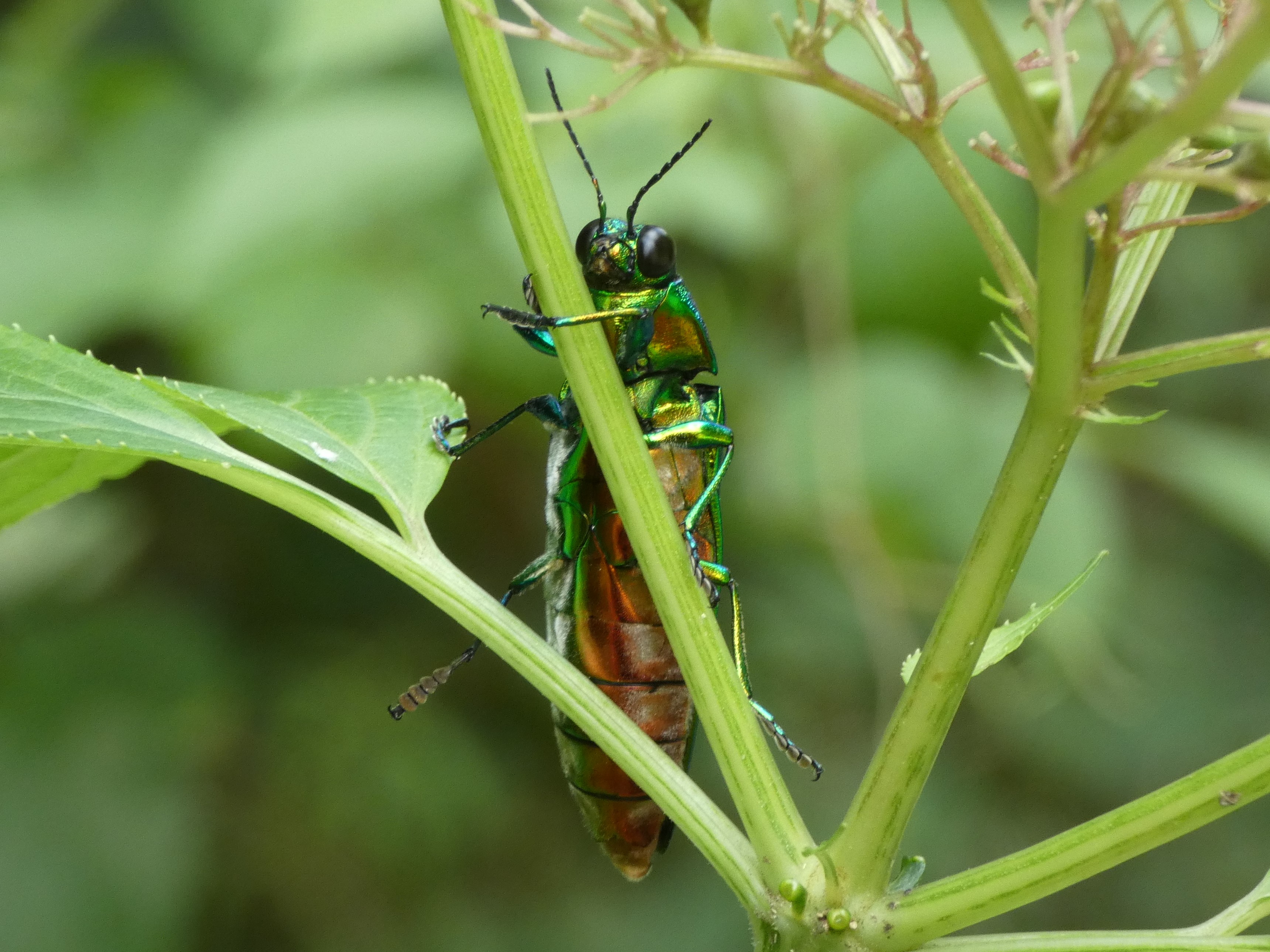 タマムシ (2017-2019)