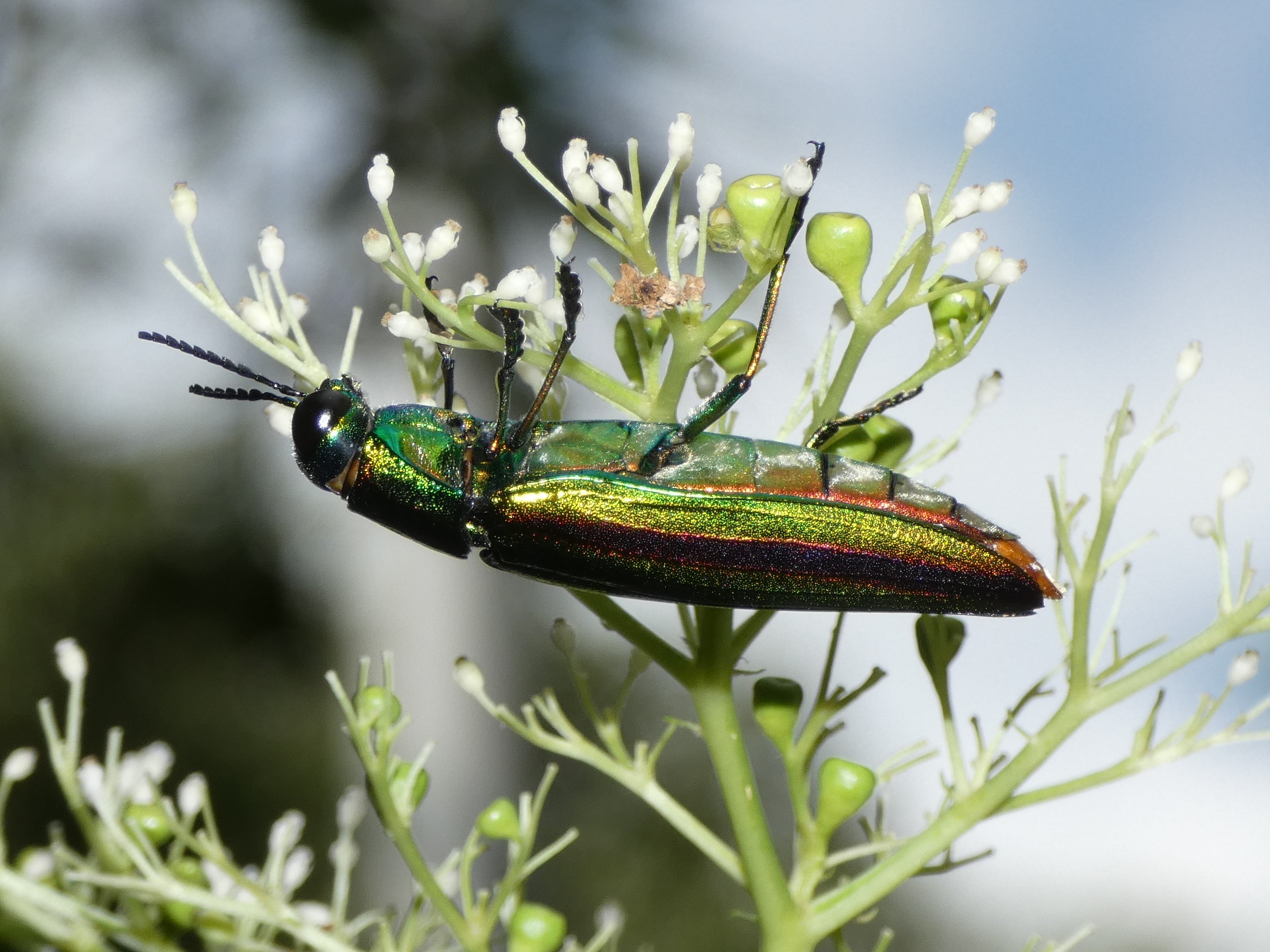 タマムシ (2017-2019)
