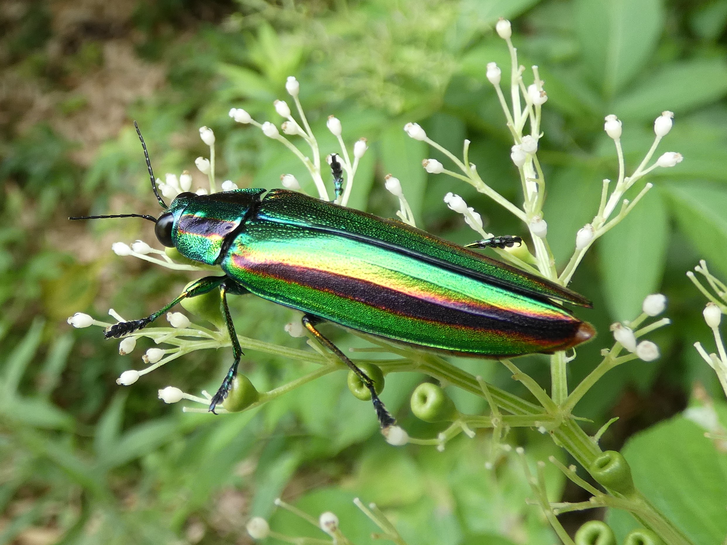 タマムシ (2017-2019)