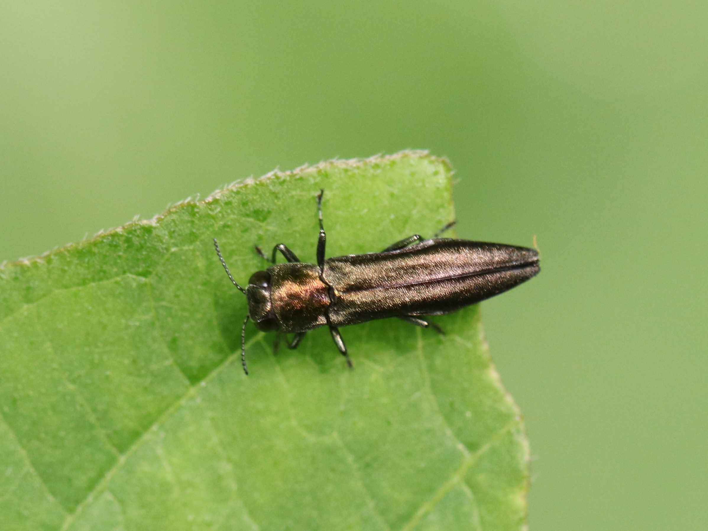 ウグイスナガタマムシ