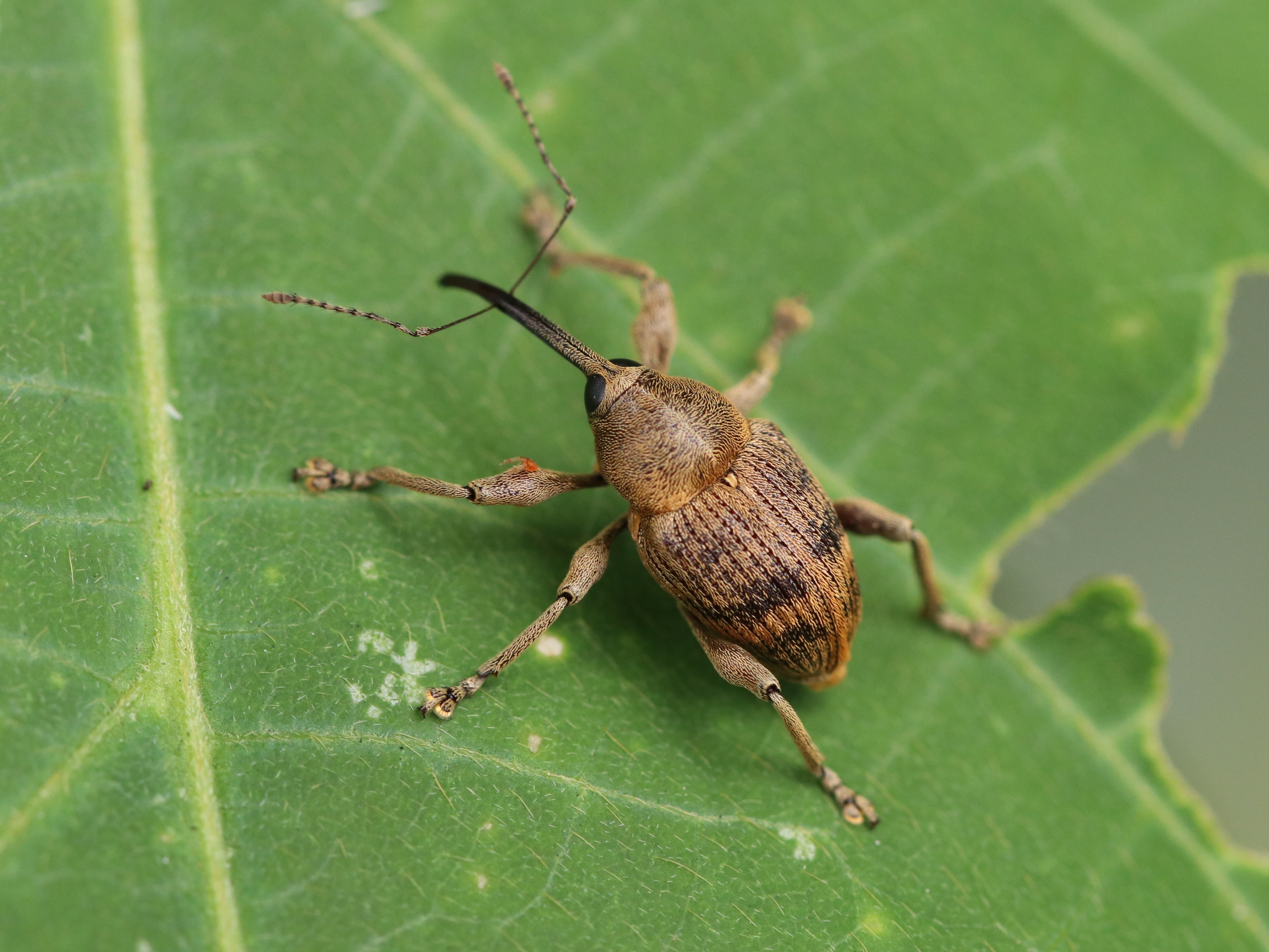 クヌギシギゾウムシ