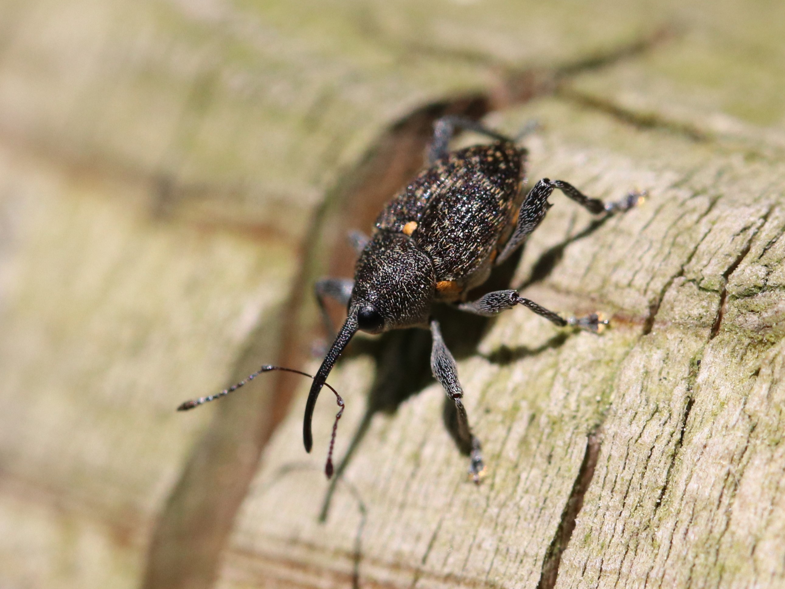 クロシギゾウムシ