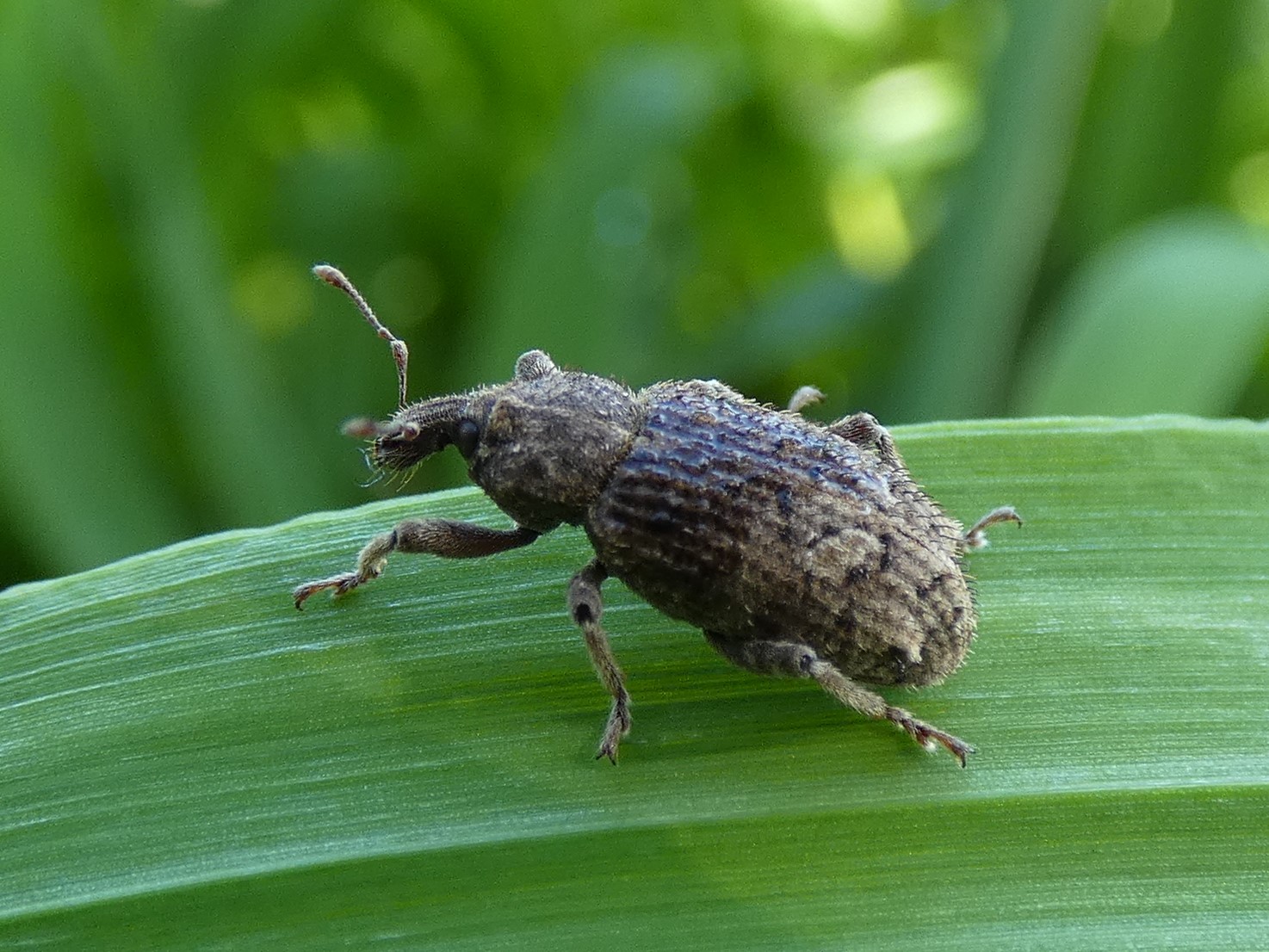 ヤサイゾウムシ